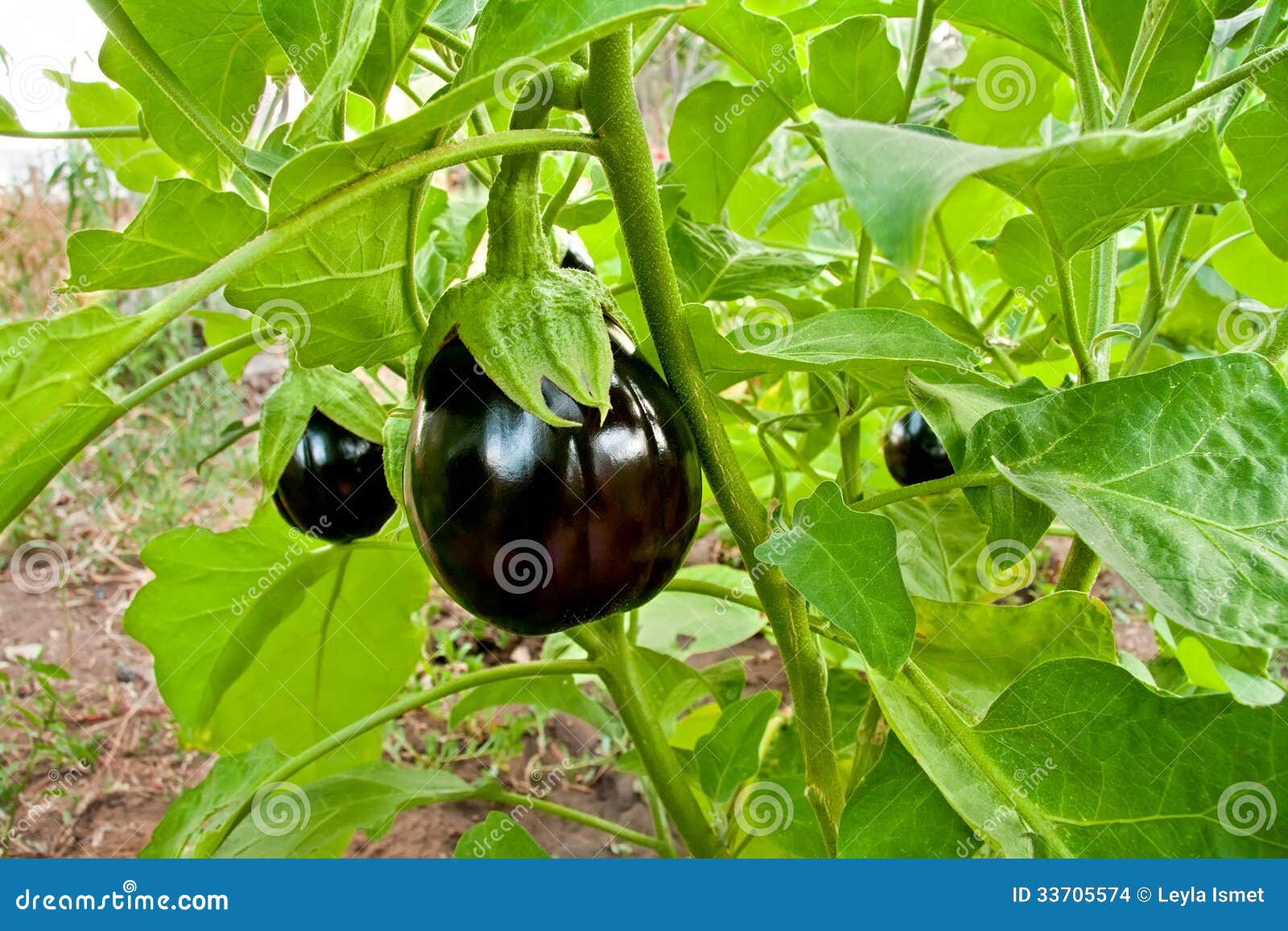 Melanzana Organica in Un Giardino Fotografia Stock - Immagine di ...
