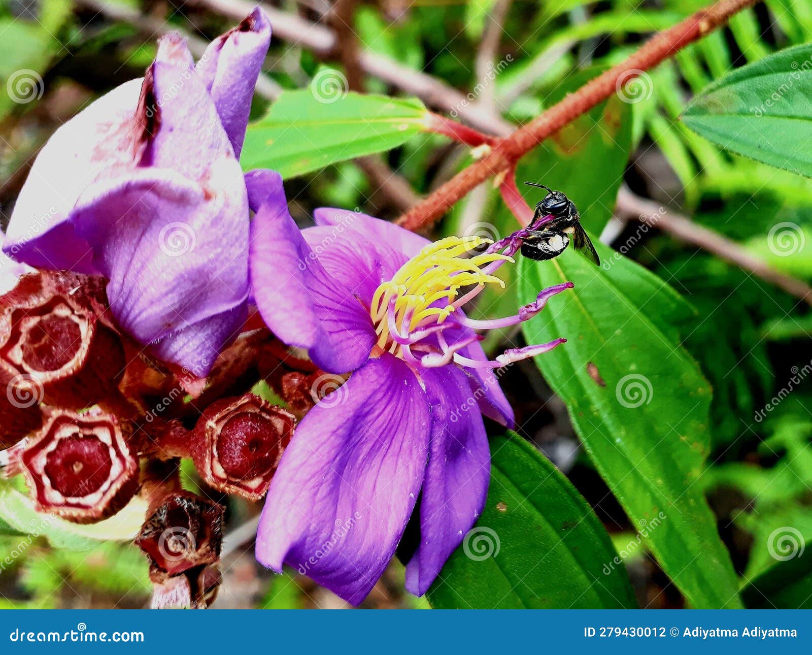 Melastoma Affine, Also Known By The Common Names Blue Tongue Or True ...
