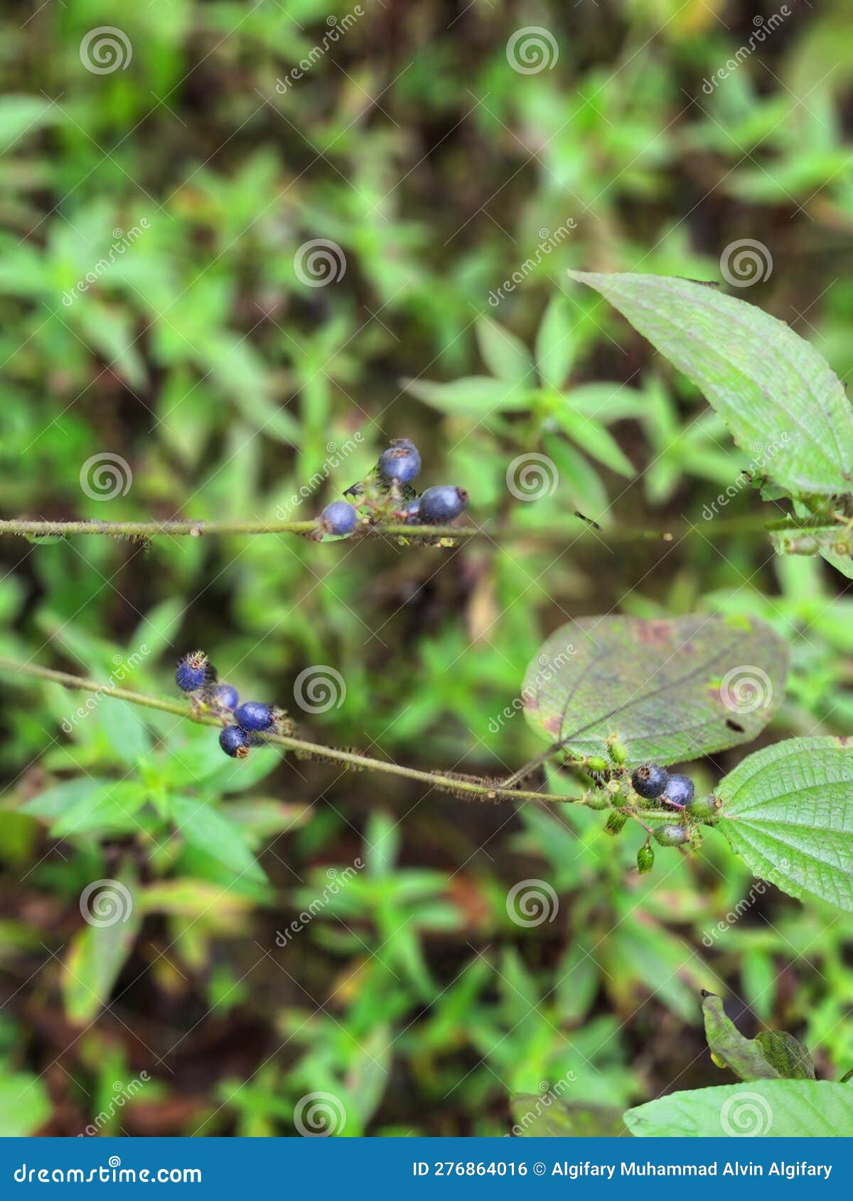 Melastoma Affine, Also Known By The Common Names Blue Tongue Or True ...