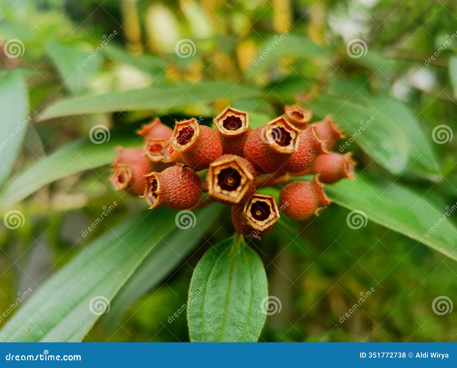 Melastoma Affine, Also Known By The Common Names Blue Tongue Or True ...