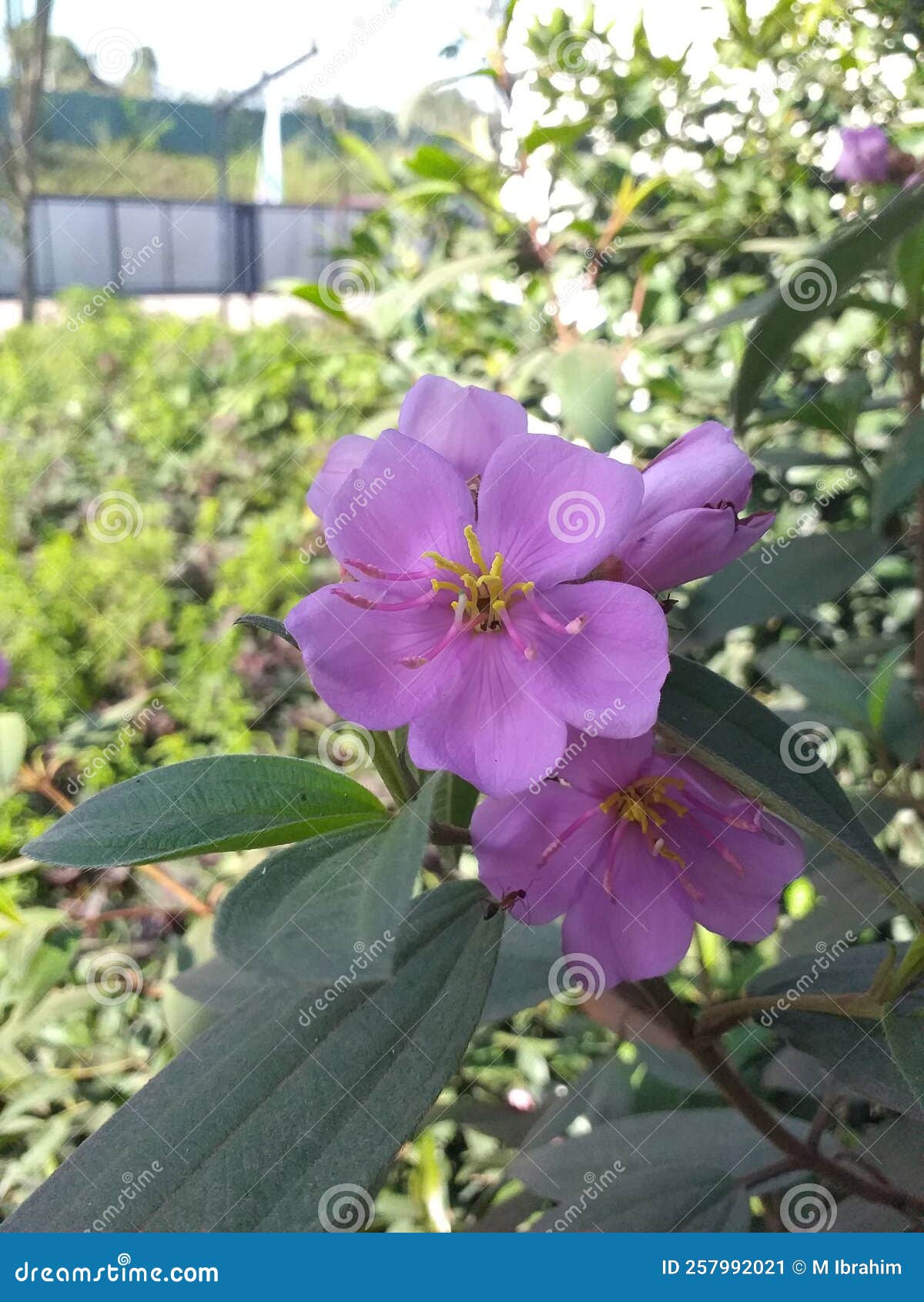 Melastoma Malabathricum Flowers Stock Image - Image of purple, pink ...