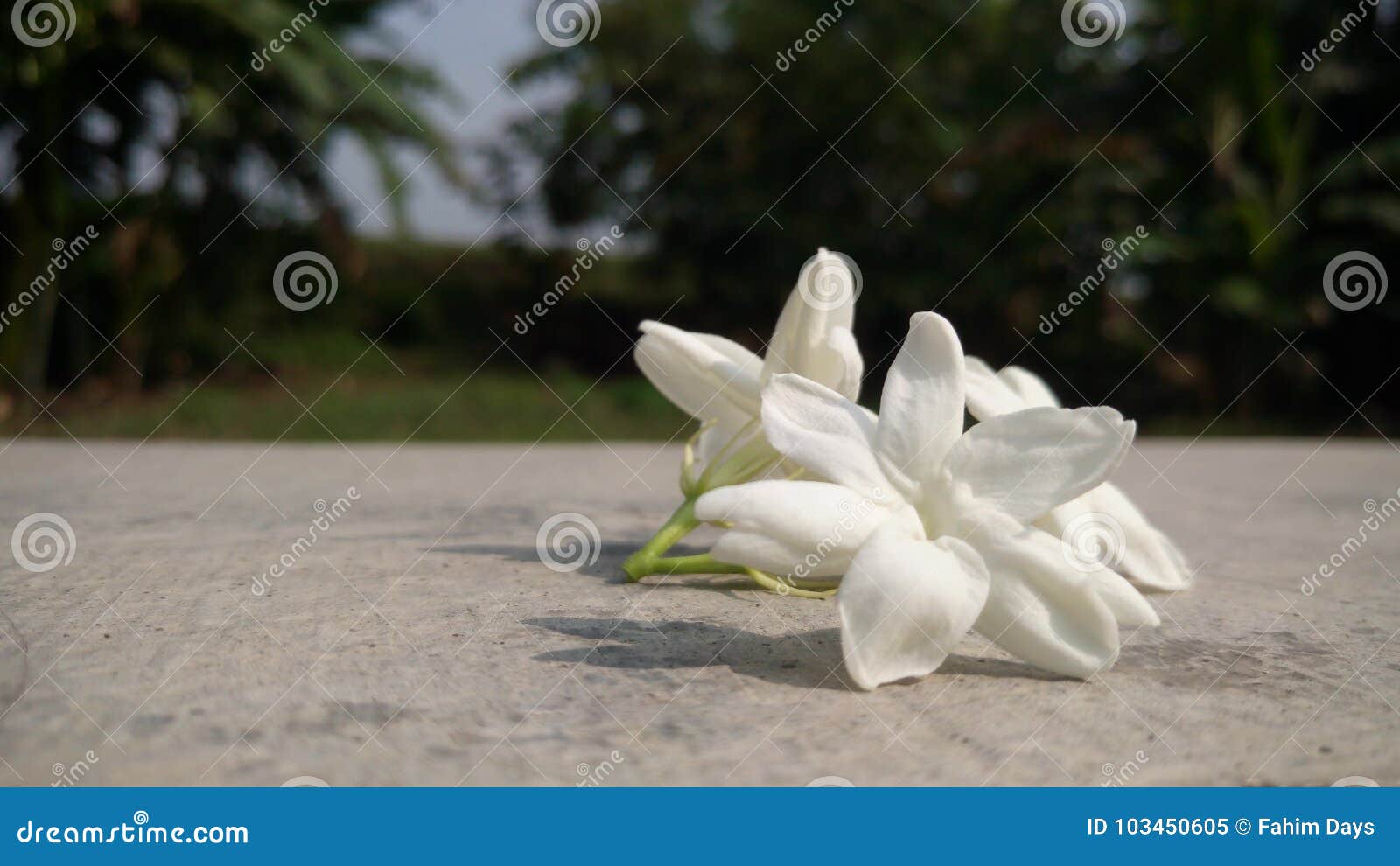 Melati flower stock image. Image of melati, micro, flower - 103450605