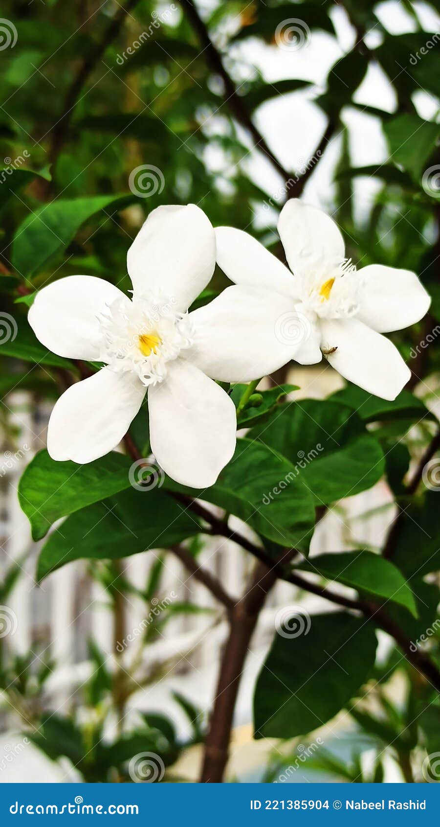 Melati flower stock photo. Image of nature, tree, spring - 221385904