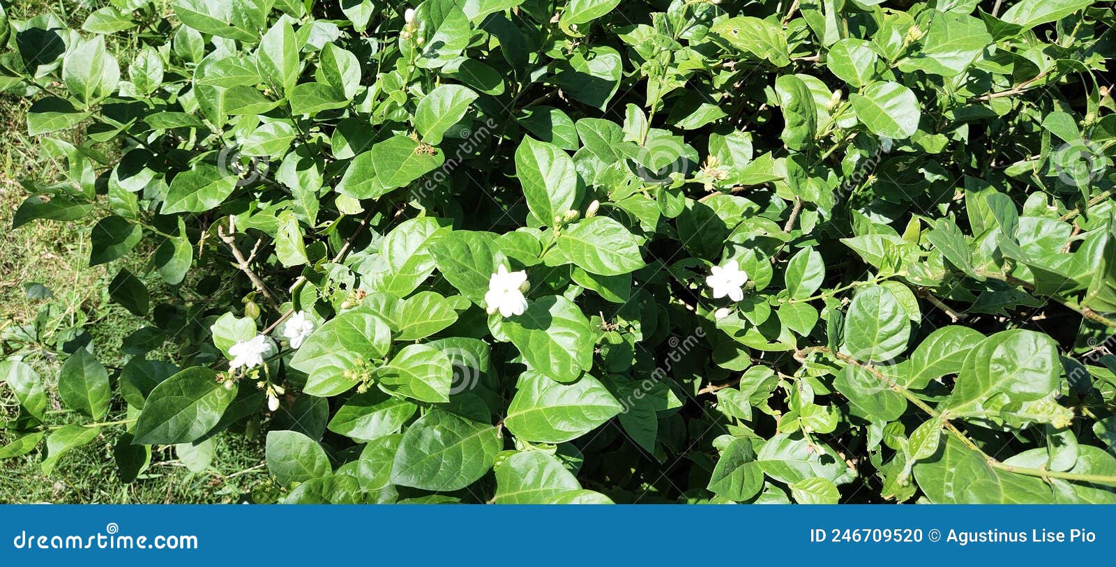 Melati in garden stock photo. Image of food, melati - 246709520
