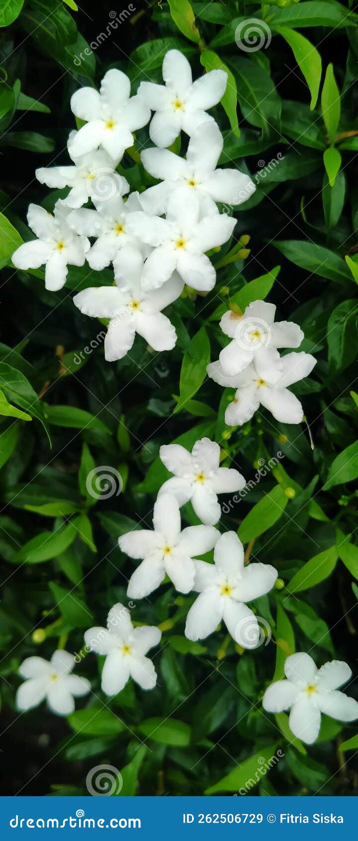 Melati Mini stock image. Image of leaf, flower, orchid - 262506729