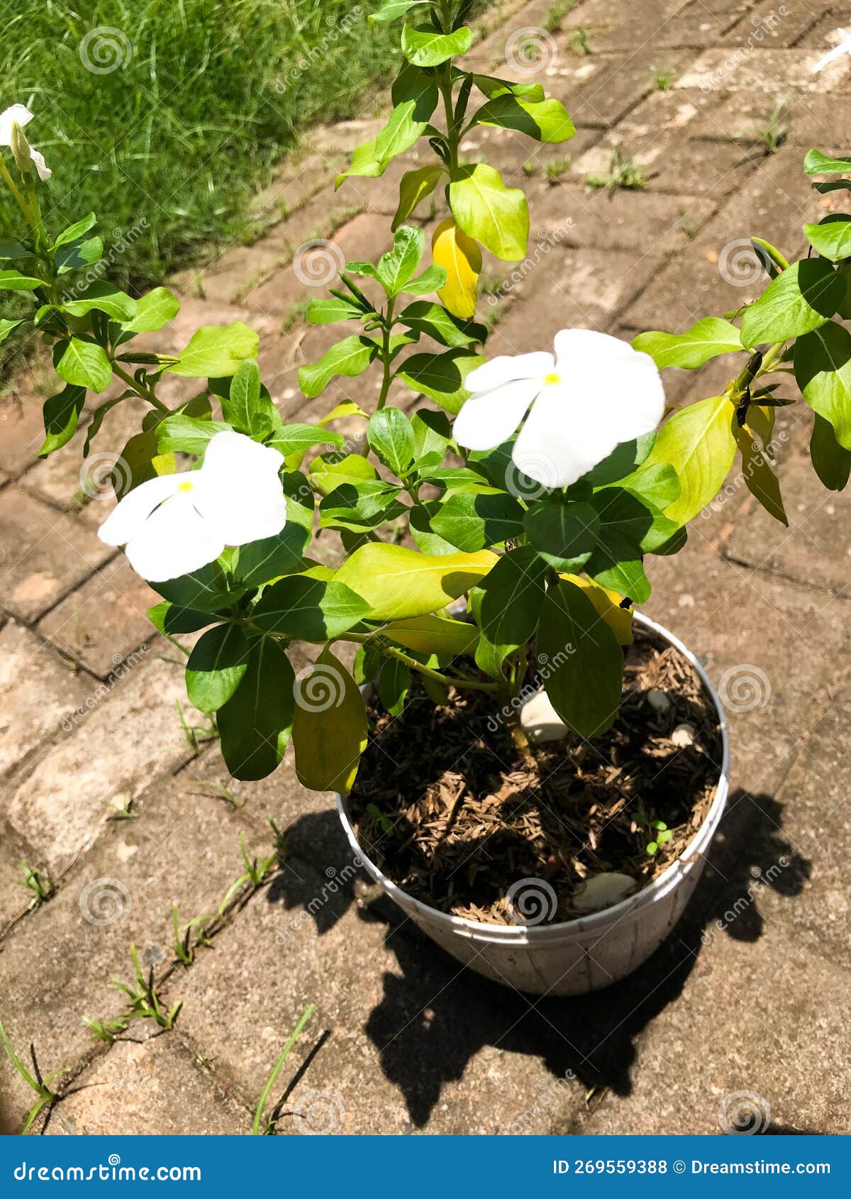 Melati Putih in Indonesia or Jasminum Sambac, Selective Focus Stock ...