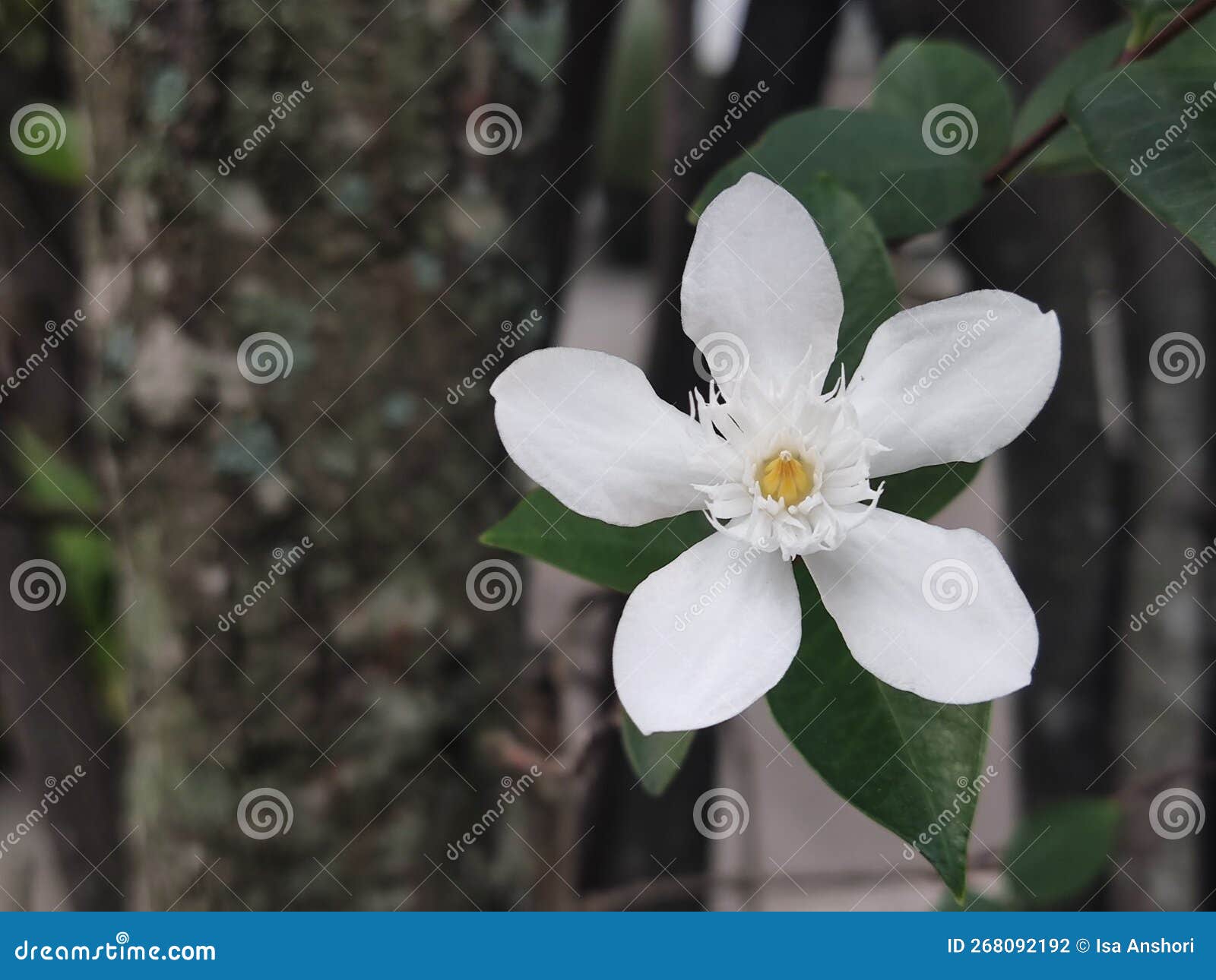 Melati Tempel or Wrightia Flower Shoot in Focus Stock Photo - Image of ...