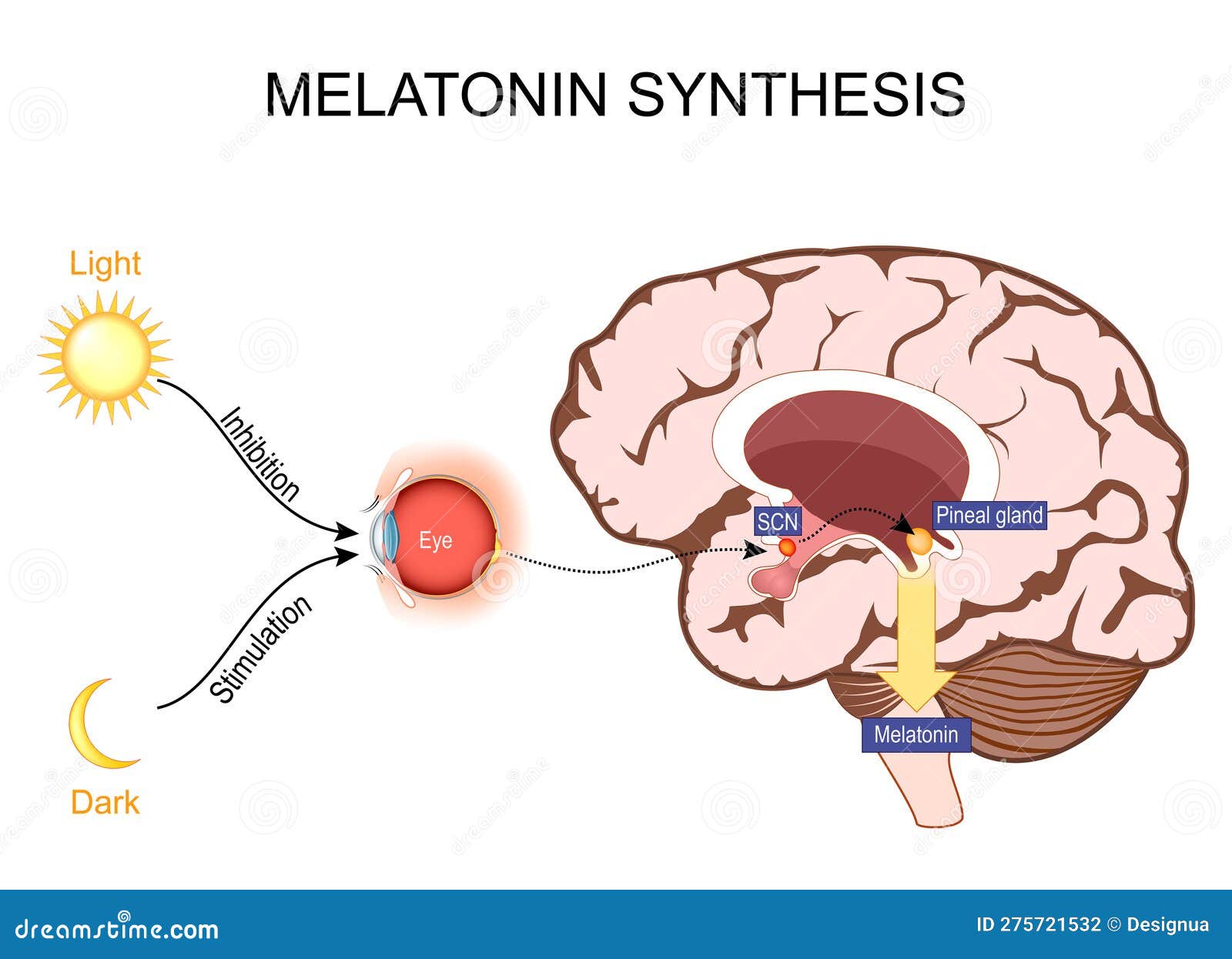 Melatonin And Circadian Rhythm Regulation Brain With Pineal Gland Stock Vector Illustration