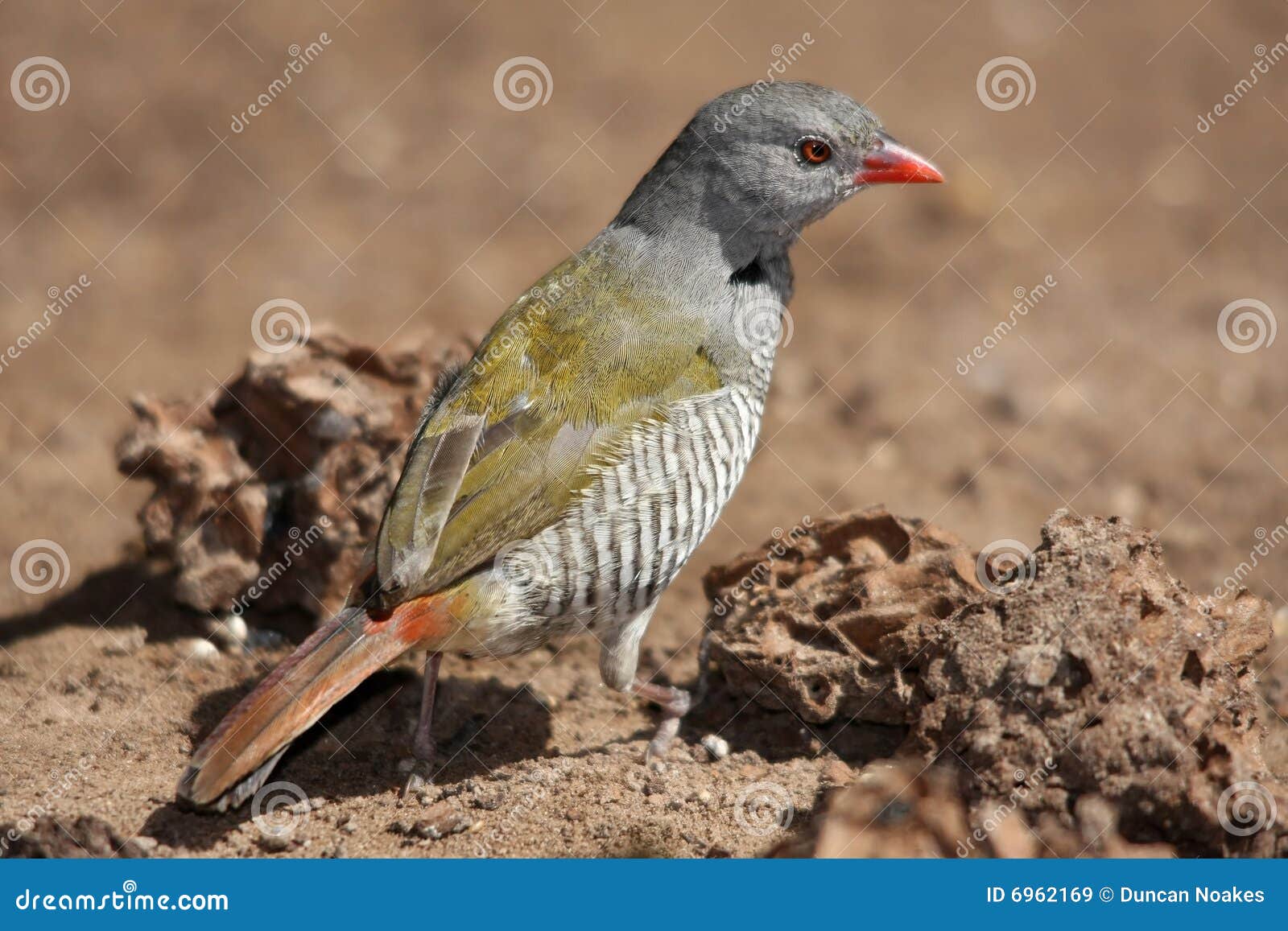 Melba Finch Hen stock image. Image of creature, feather - 6962169
