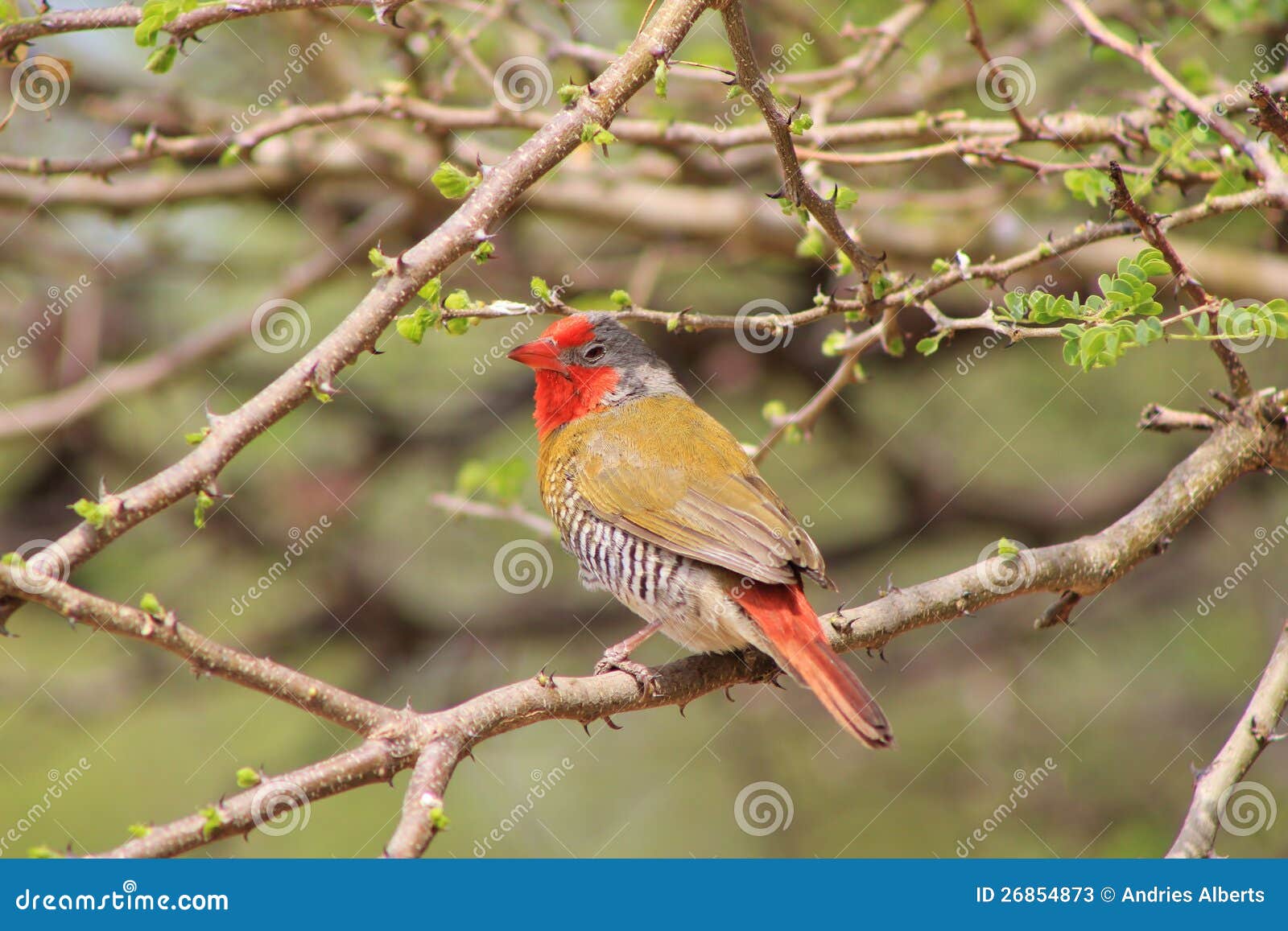 Melba Finch - Red Rufous stock image. Image of balance - 26854873