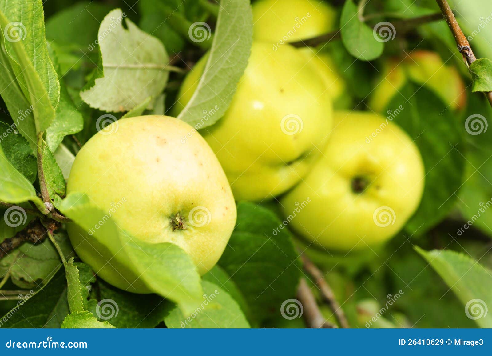 Mele gialle in albero immagine stock. Immagine di alimento - 26410629