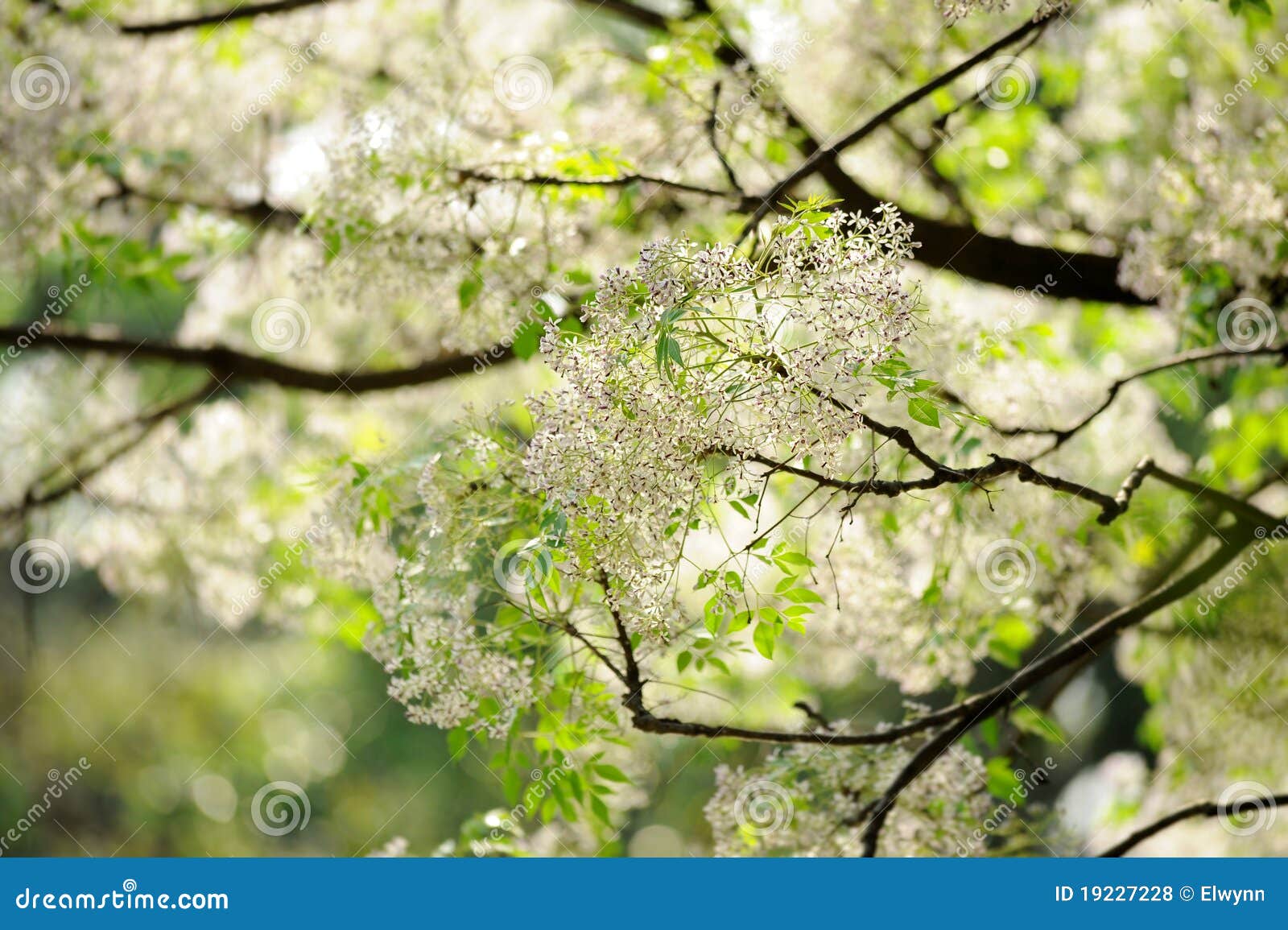 Melia azedarach stock photo. Image of branch, environment - 19227228