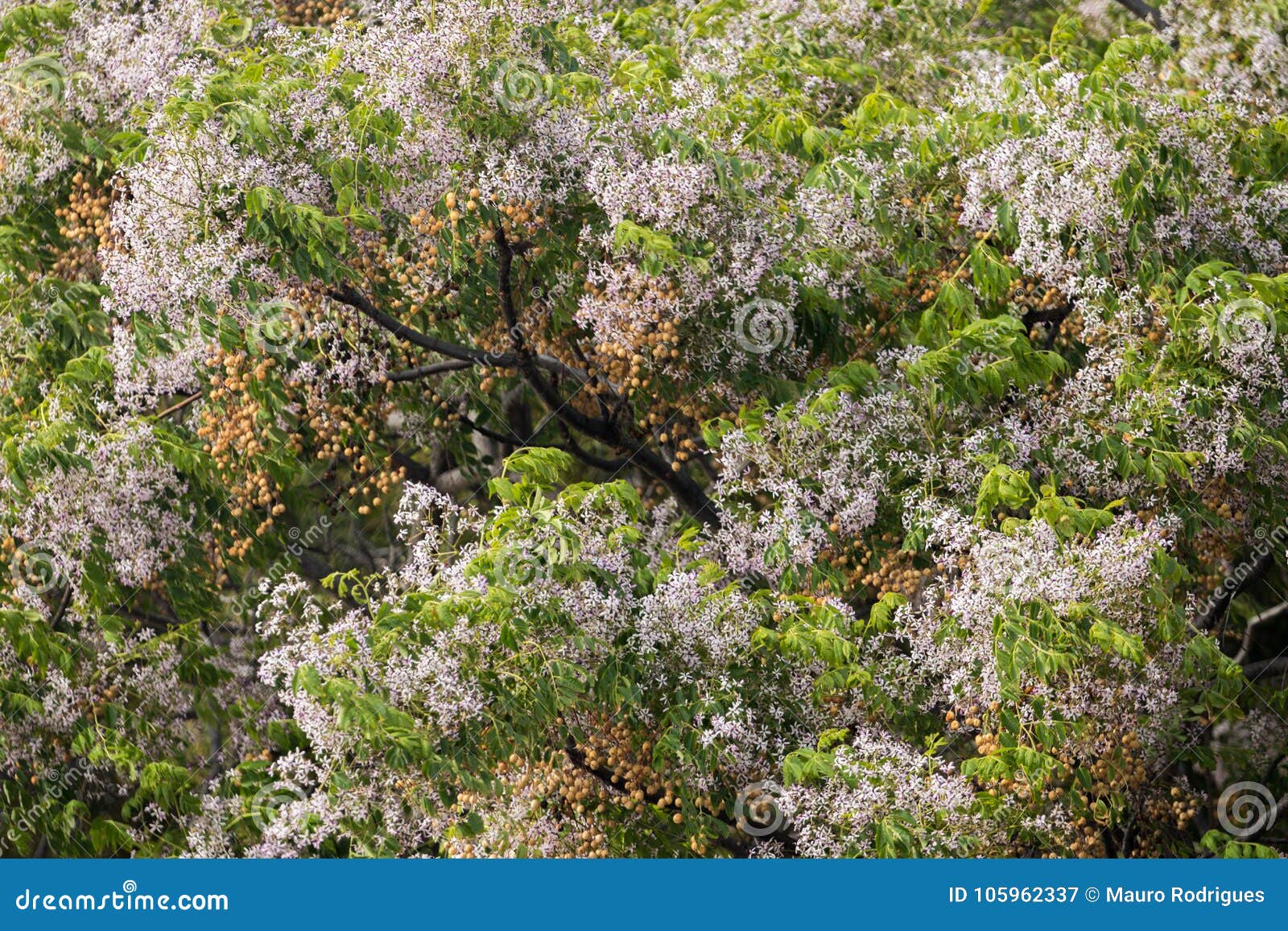 Melia azedarach tree stock image. Image of spring, cape - 105962337