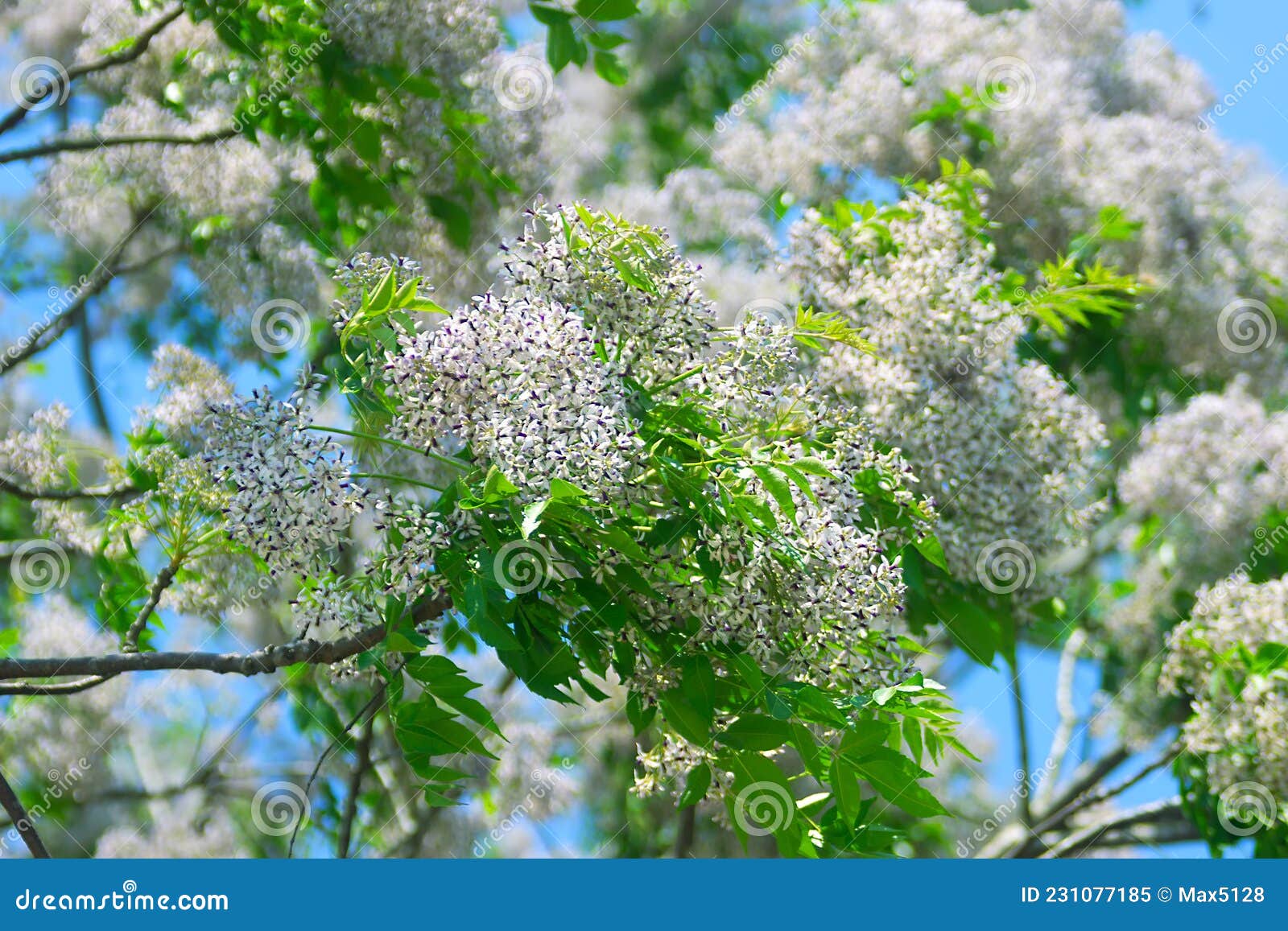 Melia Azedarach, Common Name Chinaberry Tree Or Persian Lilac Royalty ...