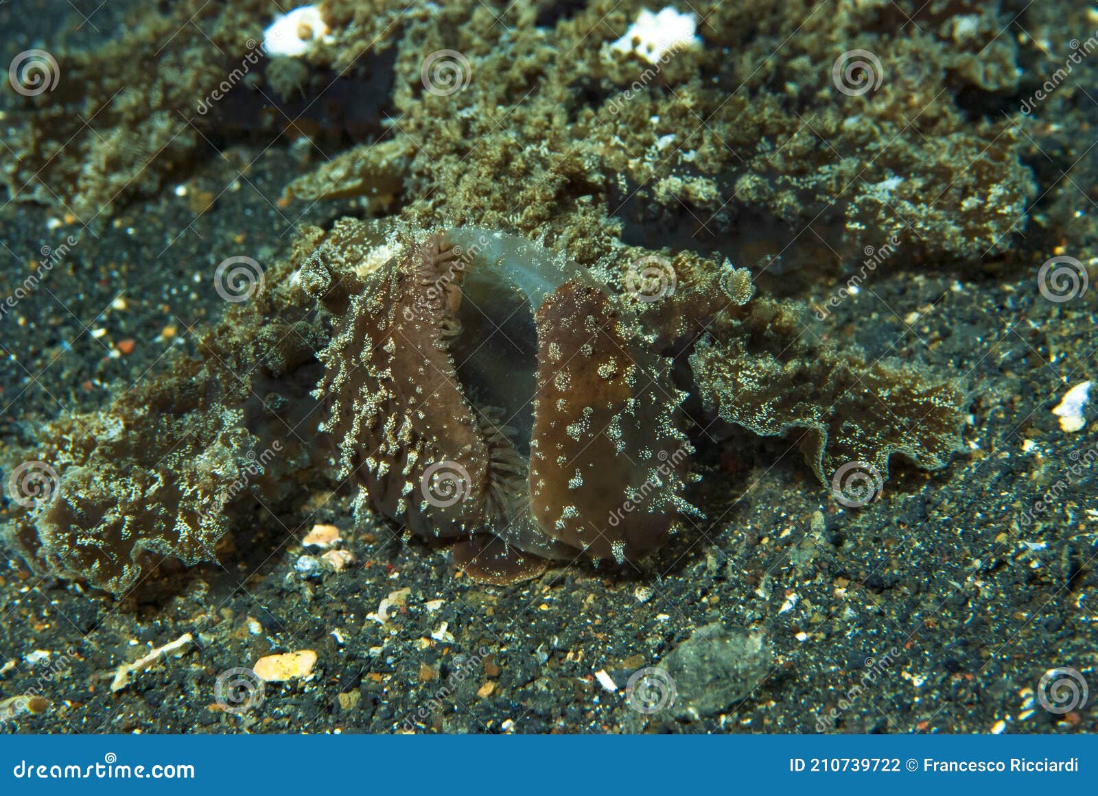 Melibe Viridis Stock Photos - Free & Royalty-Free Stock Photos from ...