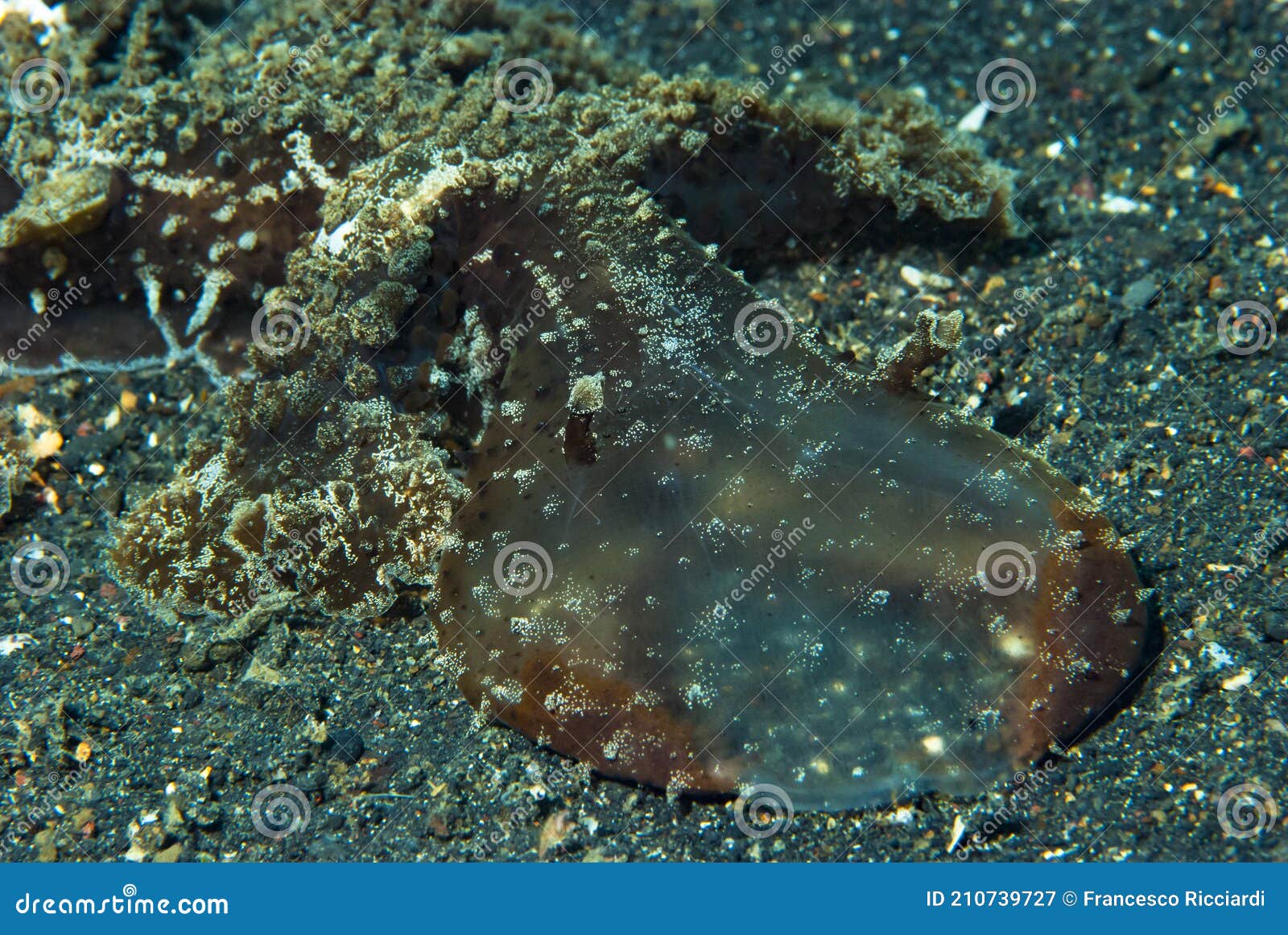 Melibe viridis Nudibranch stock image. Image of marine - 210739727