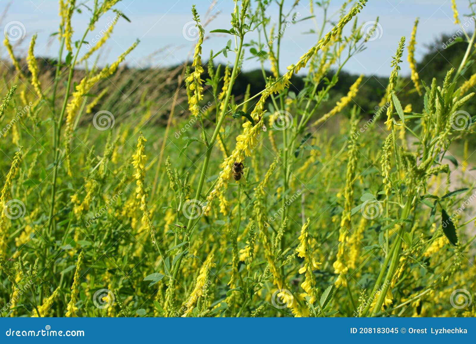 Melilot Officinalis Melilotus Officinalis Blooms in Nature Stock Image ...