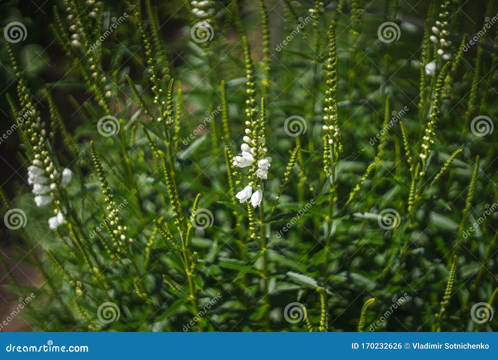 Melilotus albus flower stock photo. Image of botanical - 170232626