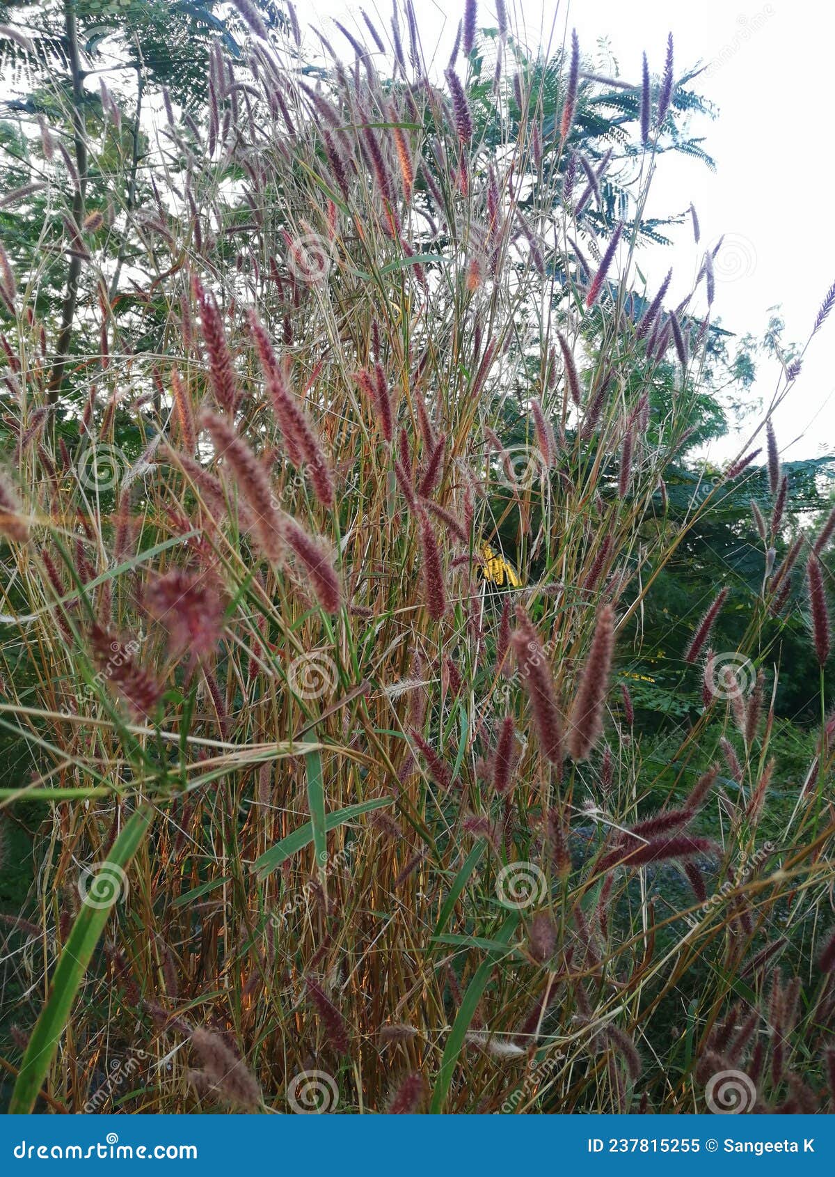 Melinis Minutiflora Plants with Pink Flowering Stock Image - Image of ...