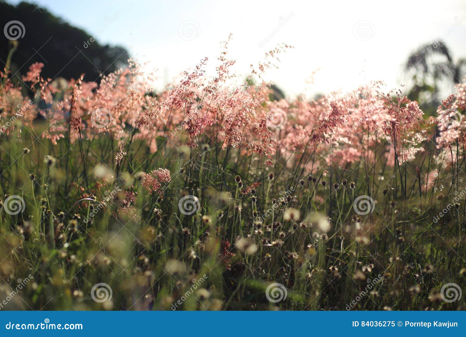 Melinis repens flower stock image. Image of meadow, nature - 84036275