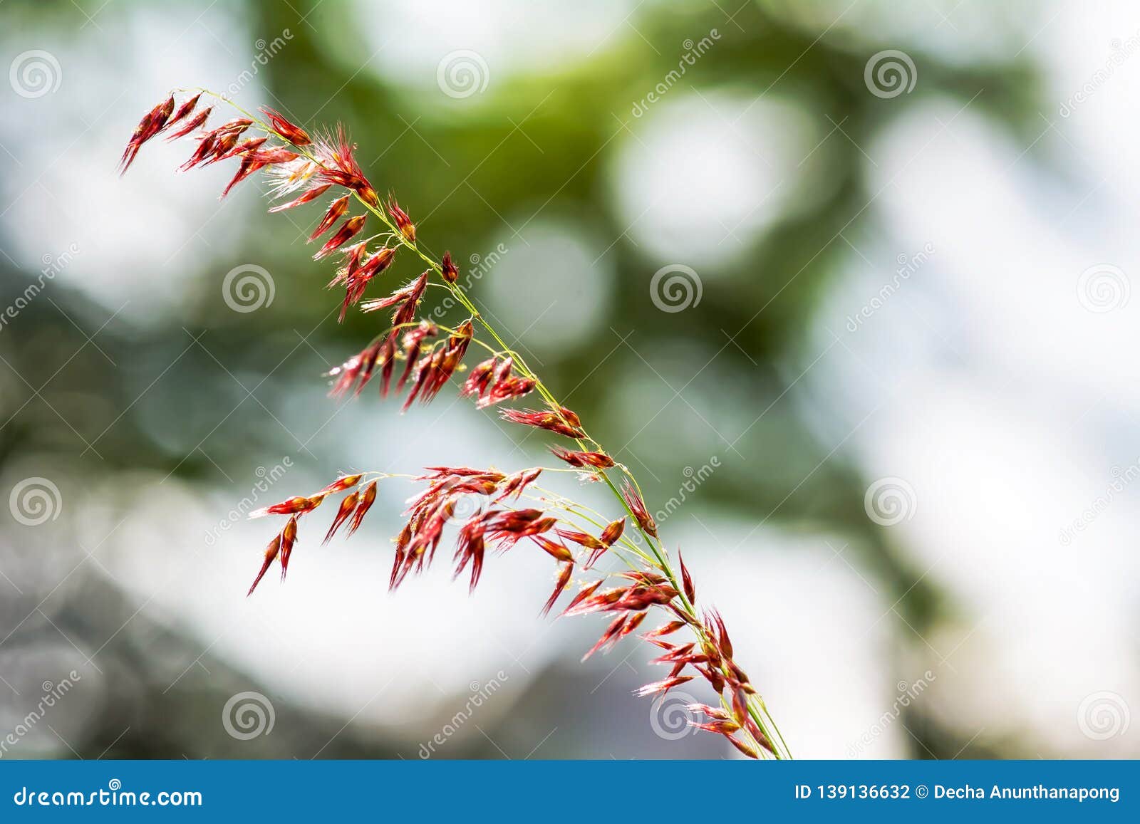 Melinis Repens Grass Stock Photography | CartoonDealer.com #234138260
