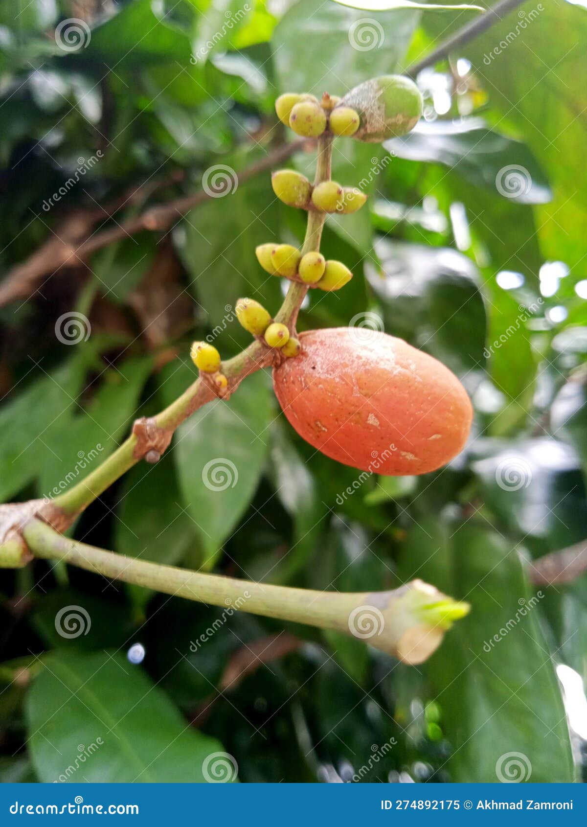 Melinjo Fruit (Gnetum Gnemon Linn.) (3) Stock Image - Image of fruit ...