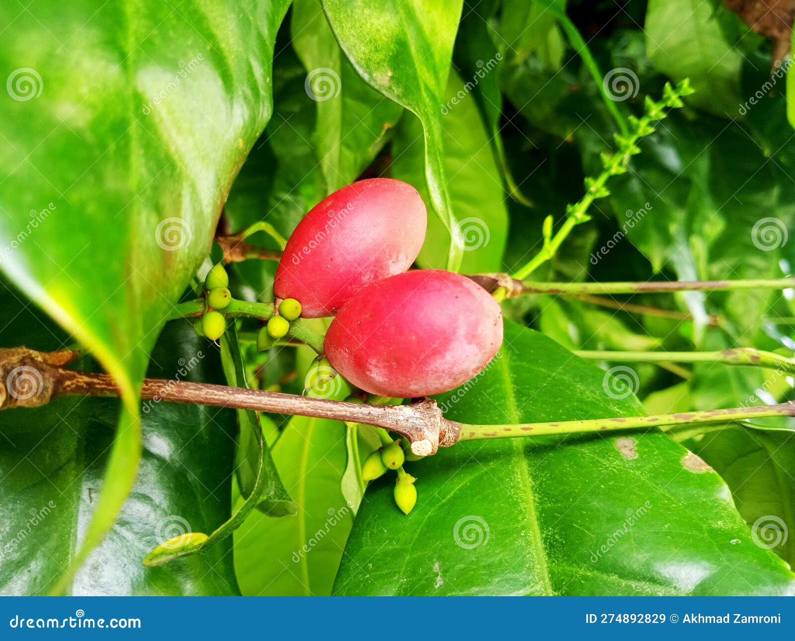 Melinjo Fruit (Gnetum Gnemon Linn.) (5) Stock Image - Image of emping ...