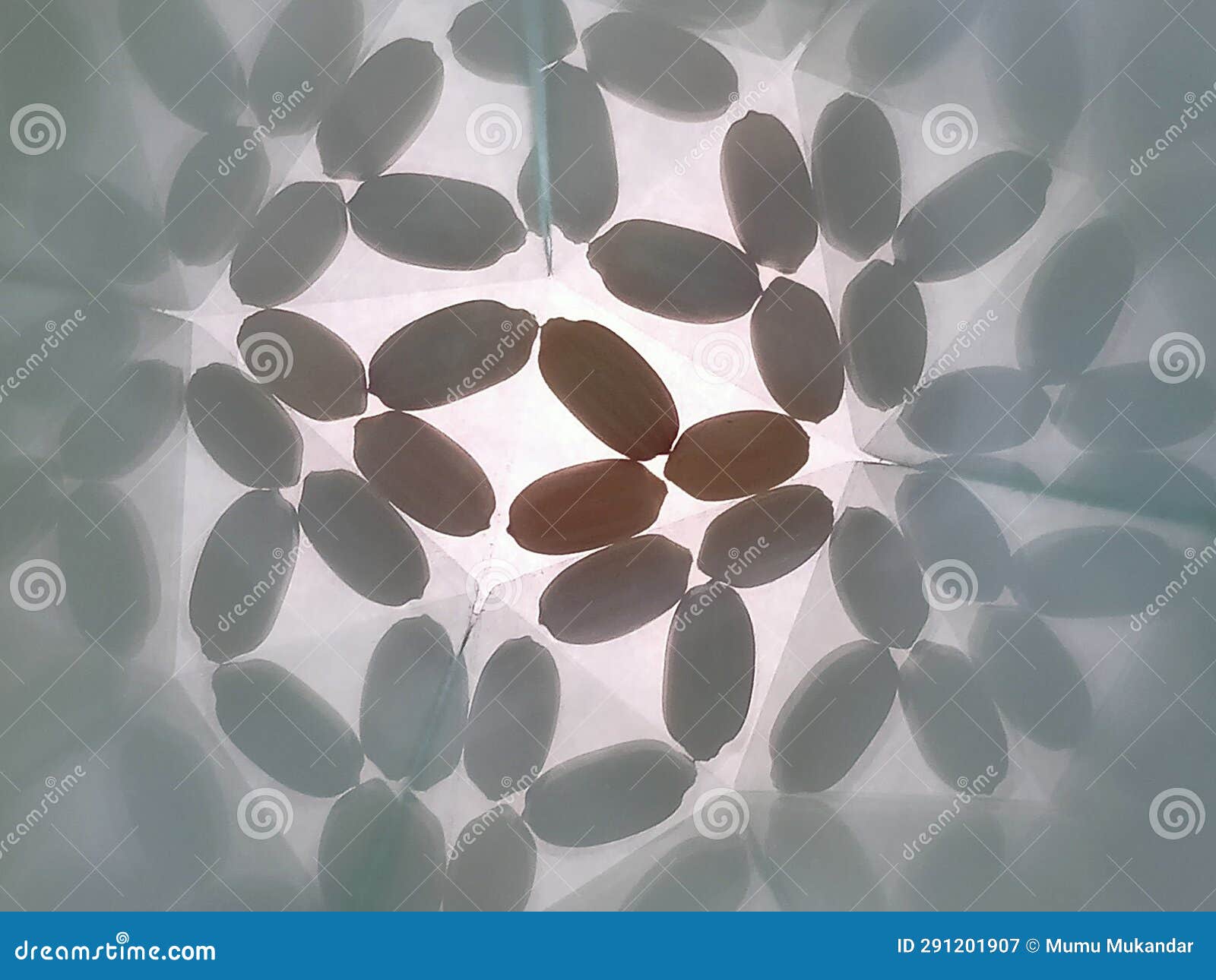 Melinjo Seeds in Three Dimensions Stock Image - Image of exotic ...