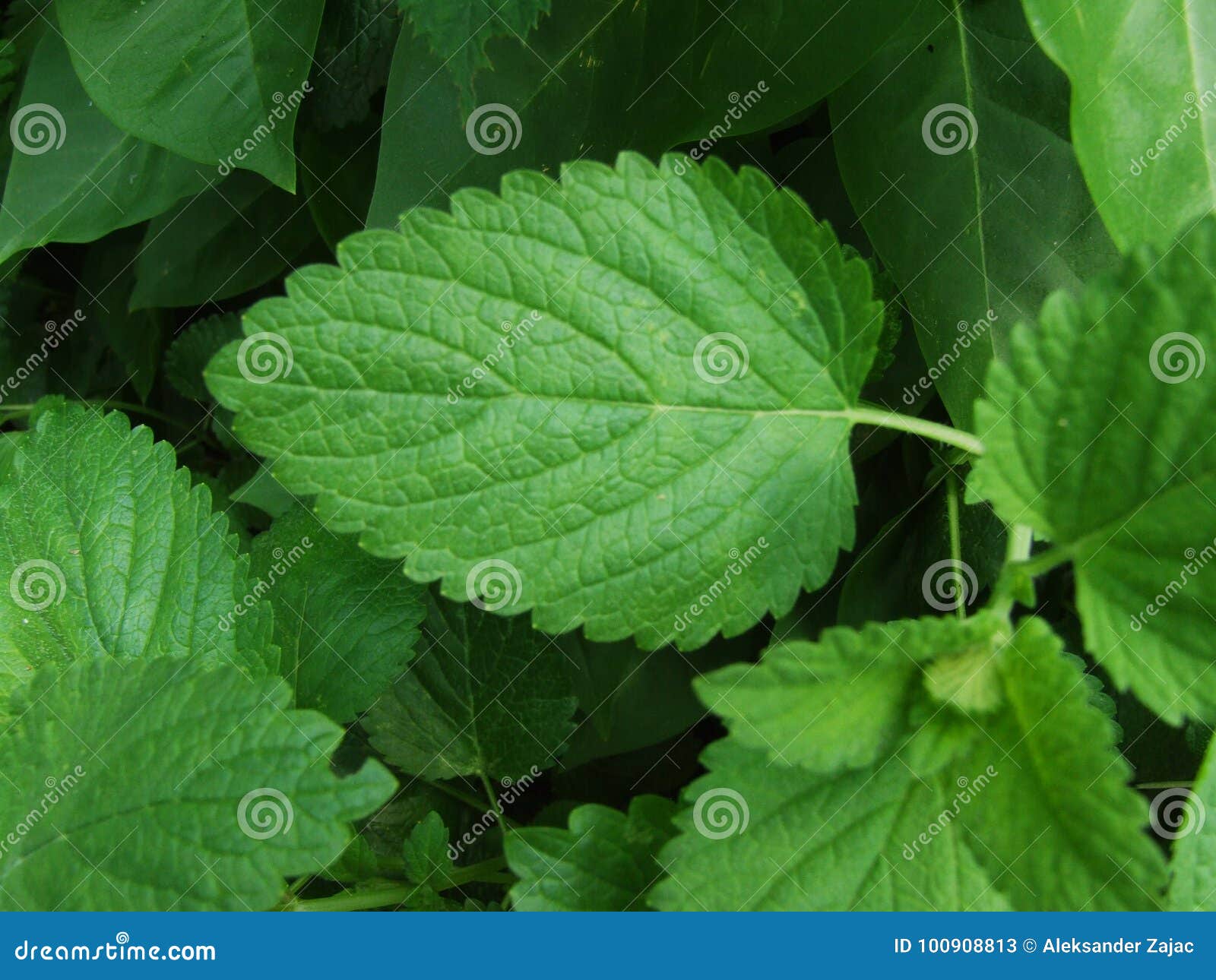 Melisa leaf stock image. Image of plant, blossom, planet - 100908813
