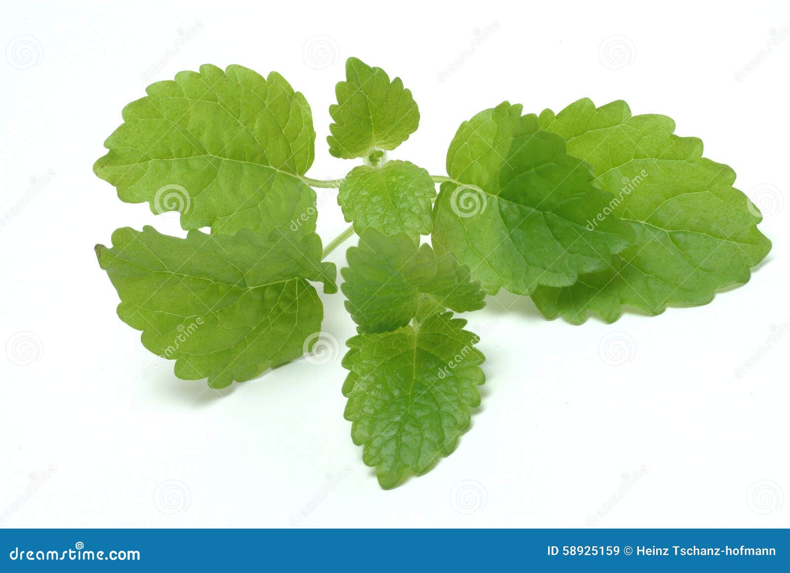 Melissa, Erva-cidreira, Officinalis De Melissa Imagem de Stock - Imagem ...