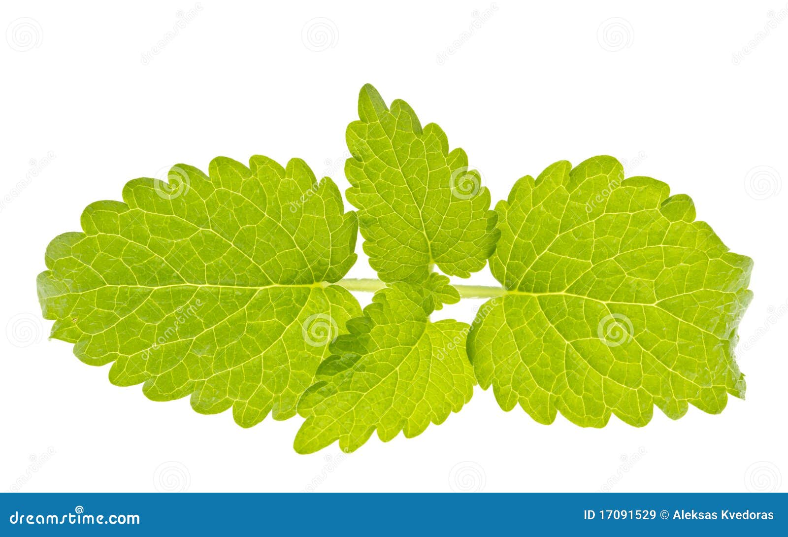 Melissa, isolated stock image. Image of herbal, herb - 17091529