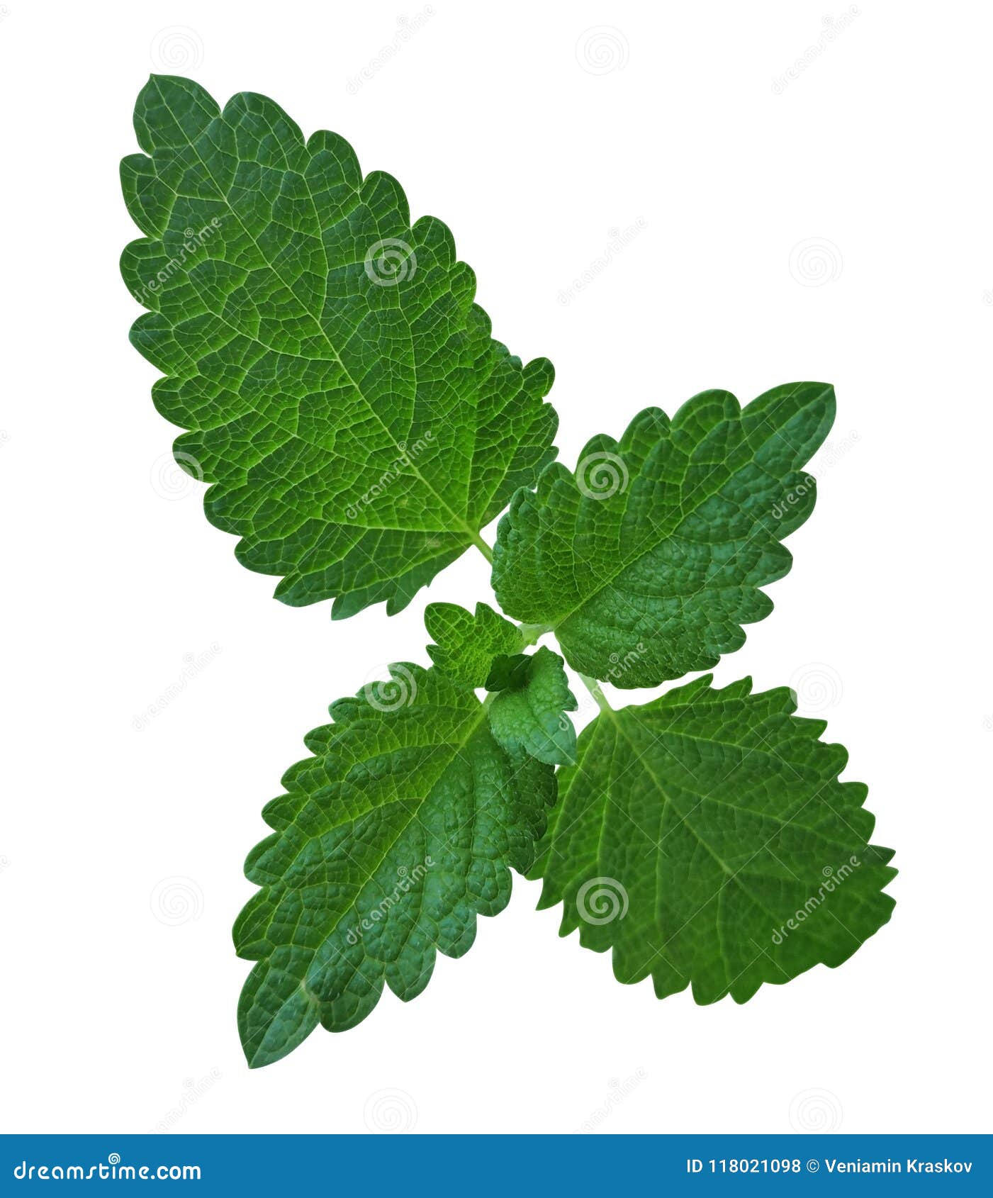 Melissa isolated on white stock photo. Image of food - 118021098