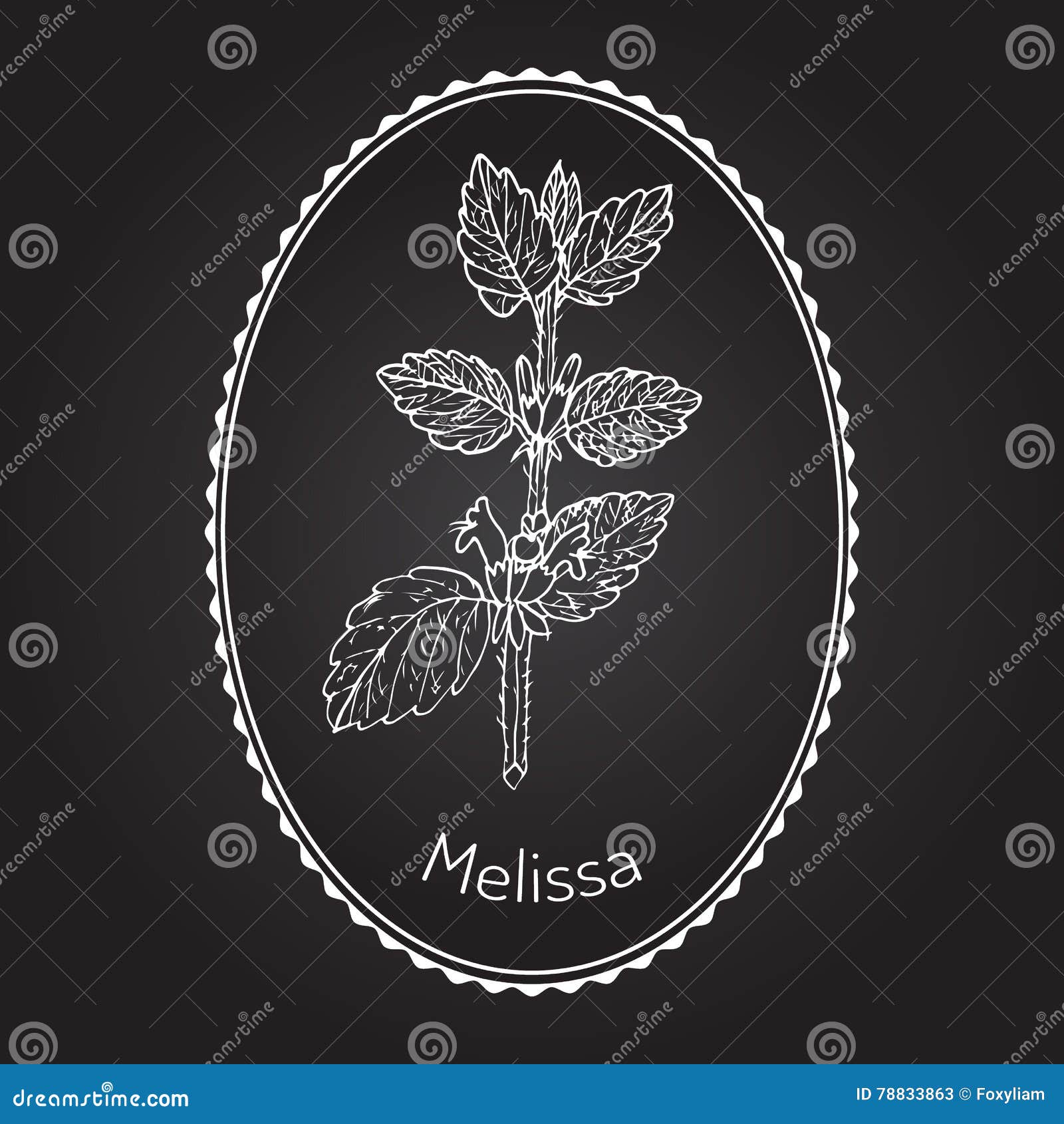 Melissa stock vector. Illustration of lemon, mineral - 78833863