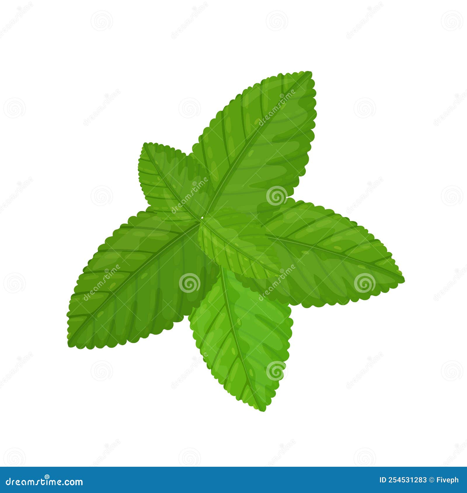 Melissa or Lemon Balm Green Leaves. Vector Illustration on White ...