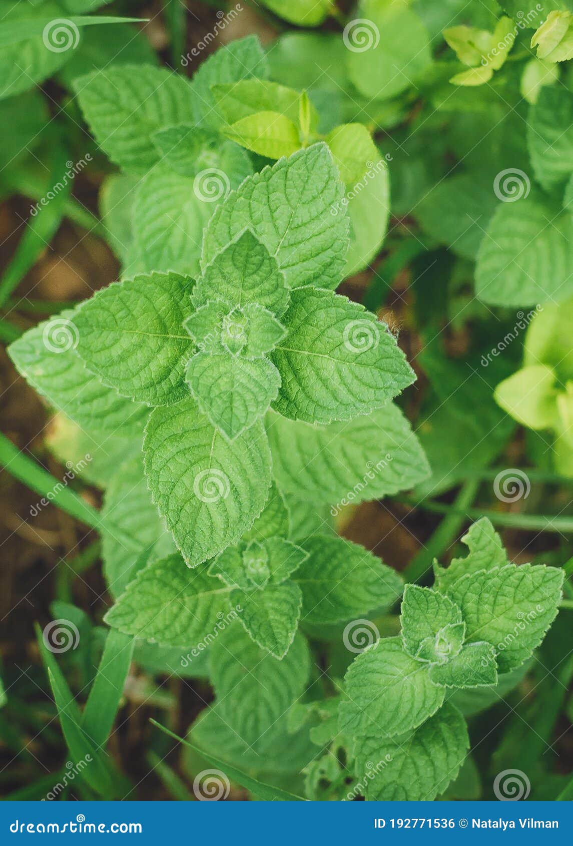 Melissa in the Spring in the Garden. Vertical Photography Stock Photo ...