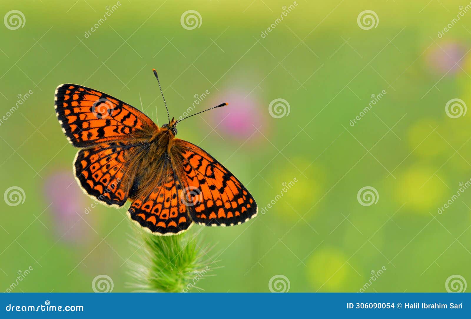 Melitaea arduinna 751 stock photo. Image of orange, animal - 306090054