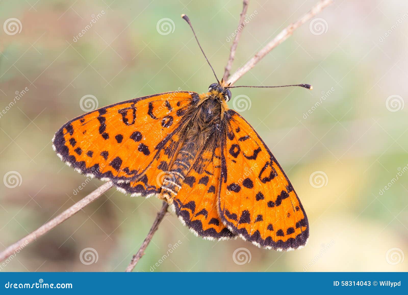 Melitaea stock image. Image of argynnis, closeup, wing - 58314043