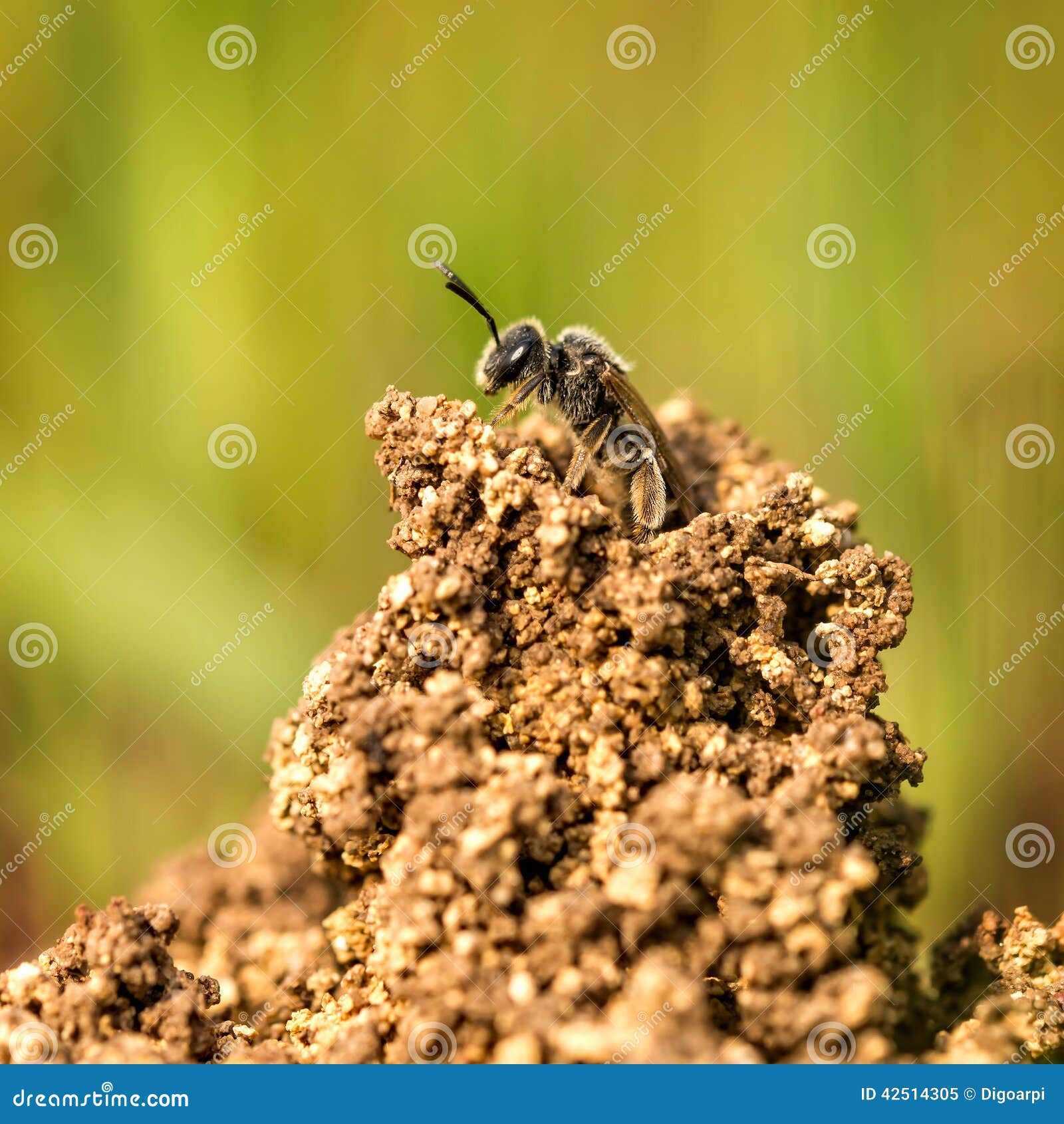 Melittidae in the nest stock image. Image of plant, environment - 42514305