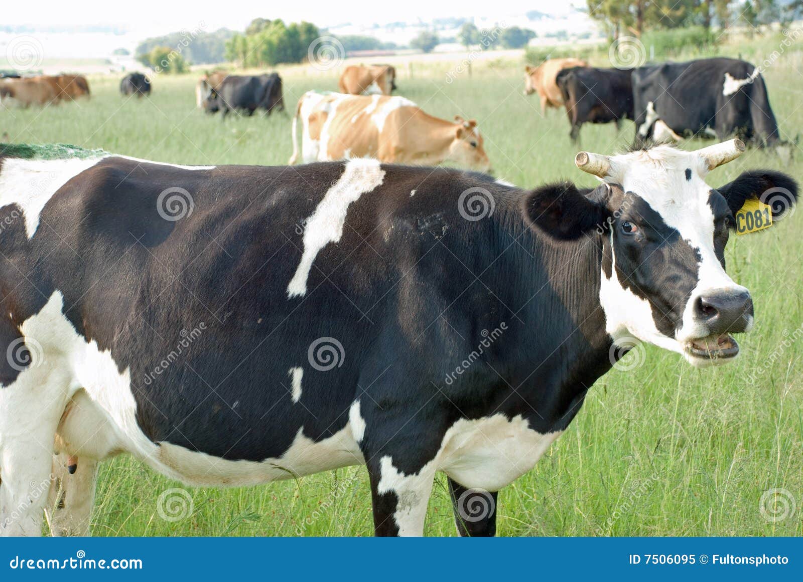 Melkkoe stock afbeelding. Image of runder, melk, boerenerf - 7506095