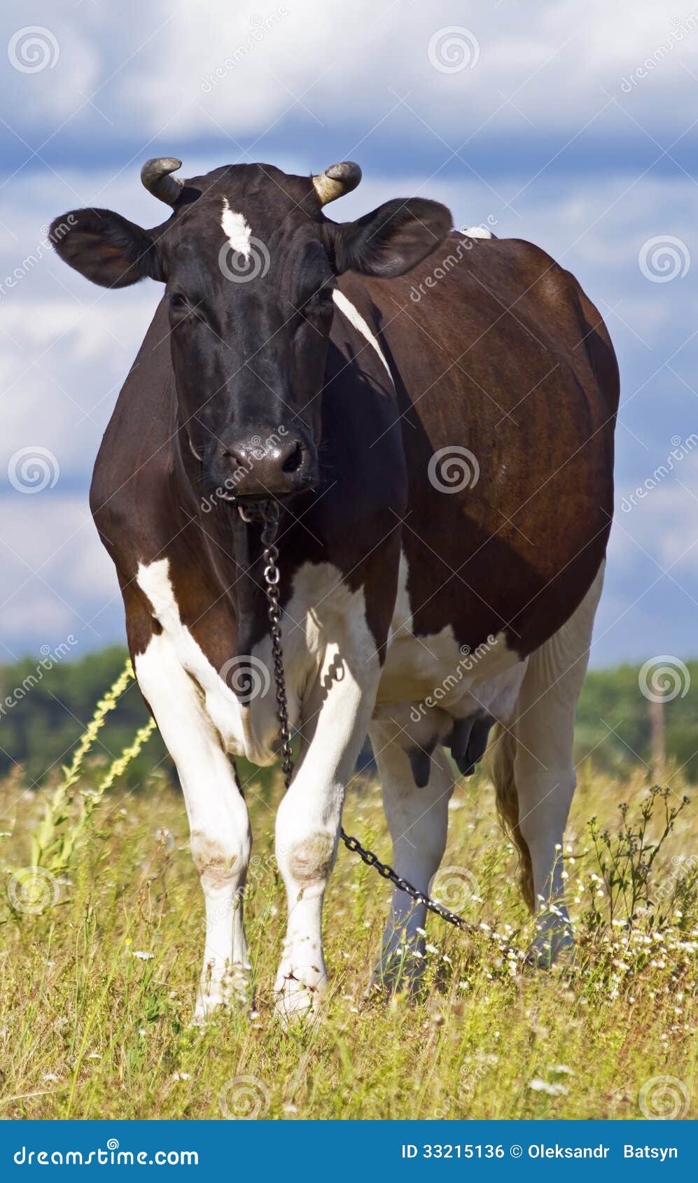Melkkoe het weiden stock foto. Image of landschap, wijfje - 33215136