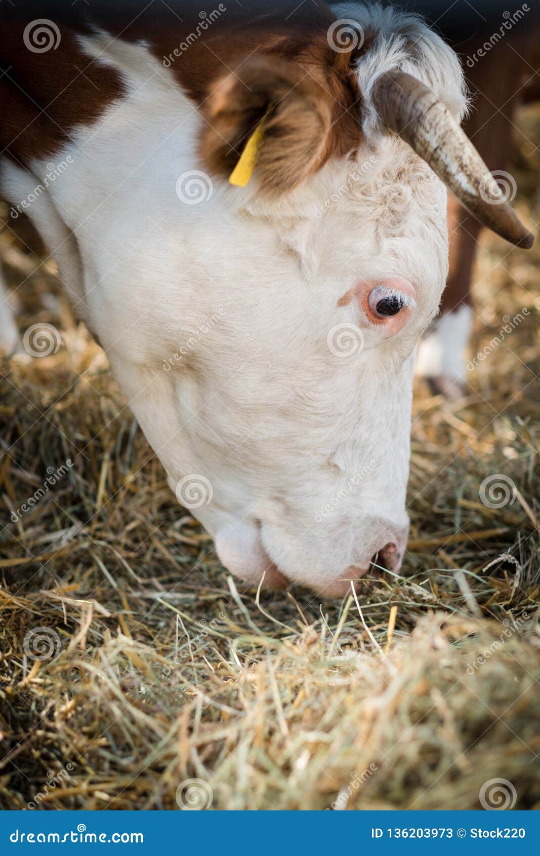 Melkkoe het weiden op stro stock afbeelding. Image of hoofd - 136203973