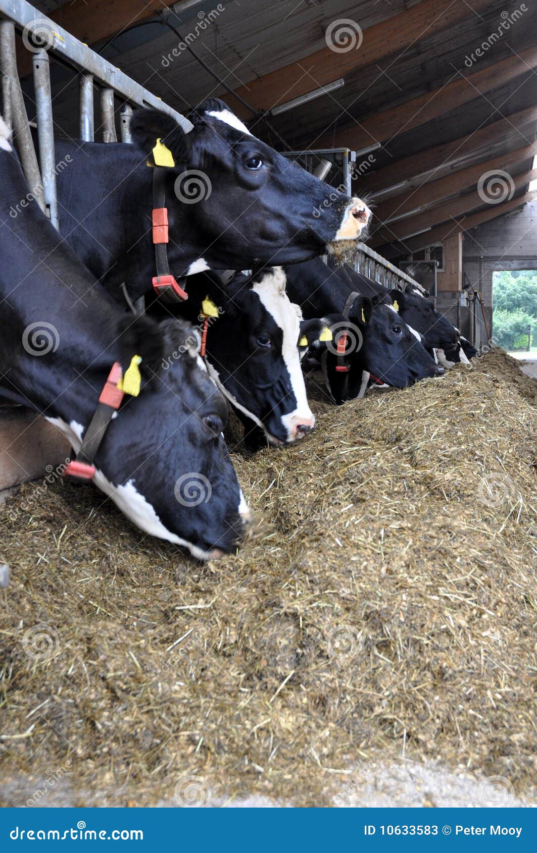 Melkkoe in koeloods stock afbeelding. Image of zuivelfabriek - 10633583