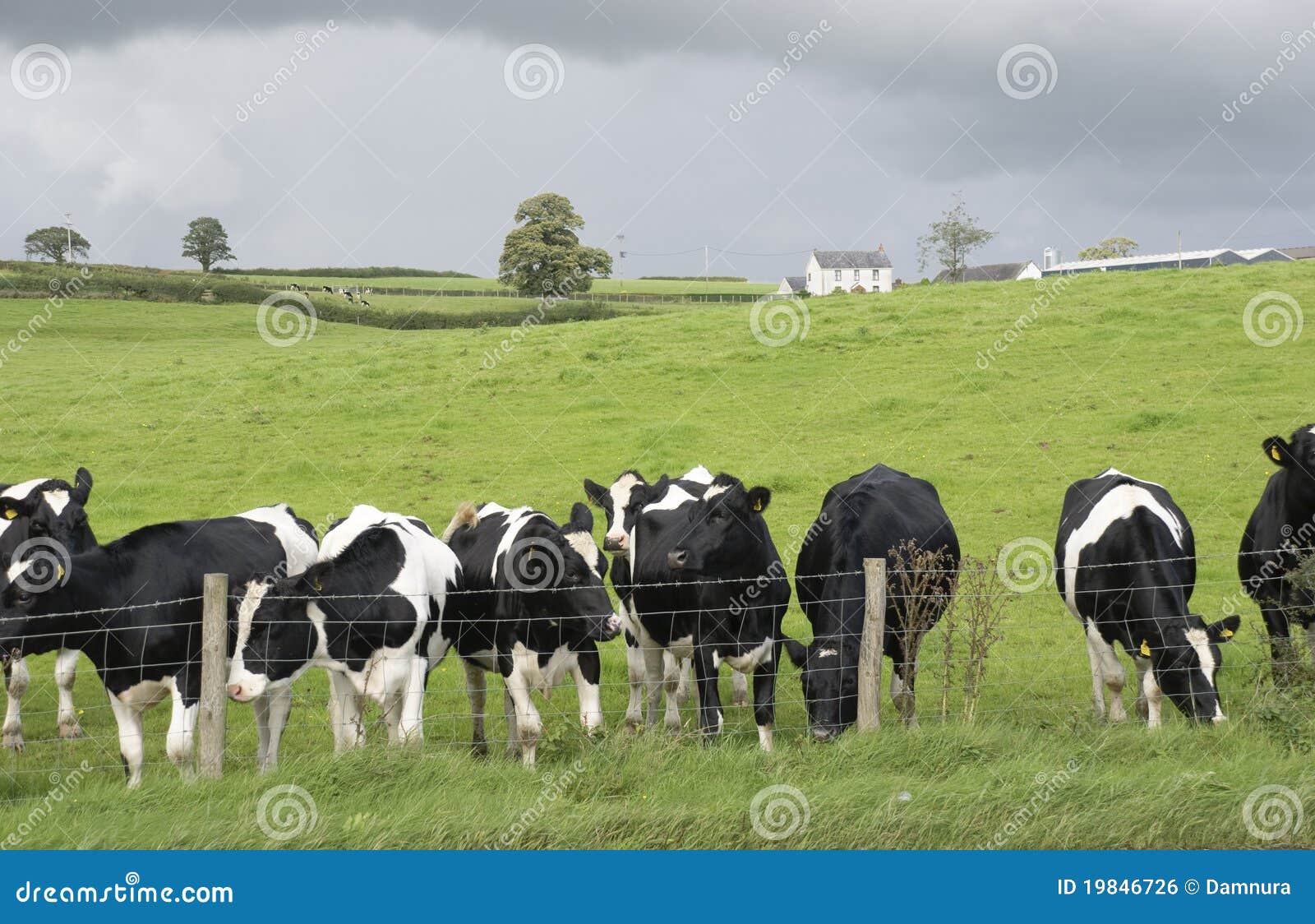Melkkoe in weiland stock foto. Image of industrie, kudde - 19846726