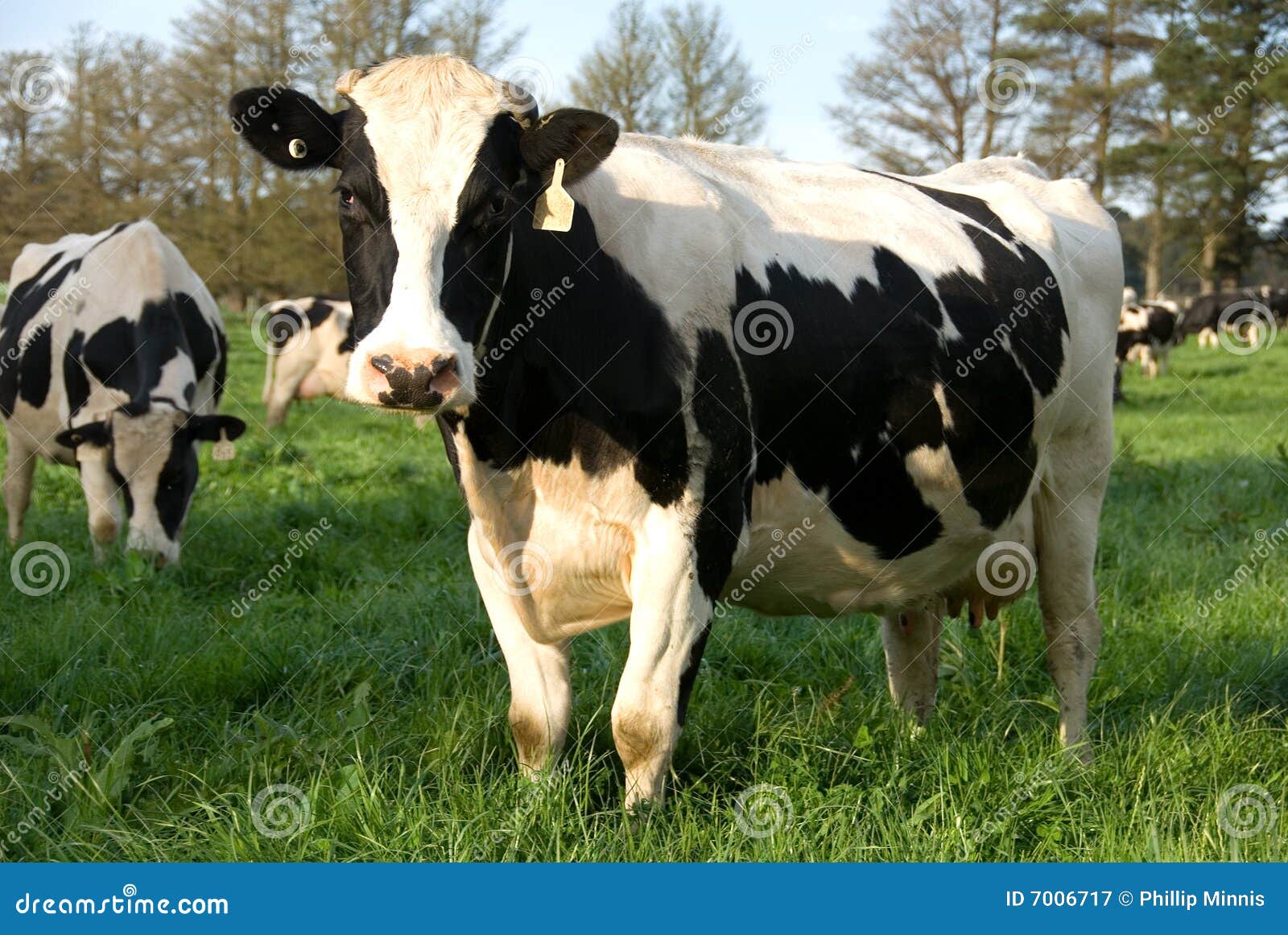 Melkkoeien stock afbeelding. Image of groep, zoogdieren - 7006717