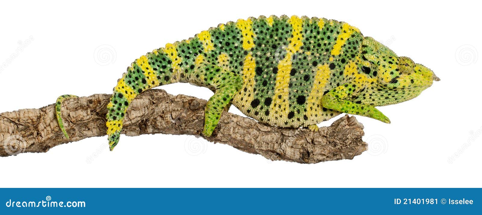 Meller S Chameleon, Giant One-horned Chameleon Stock Image - Image of ...