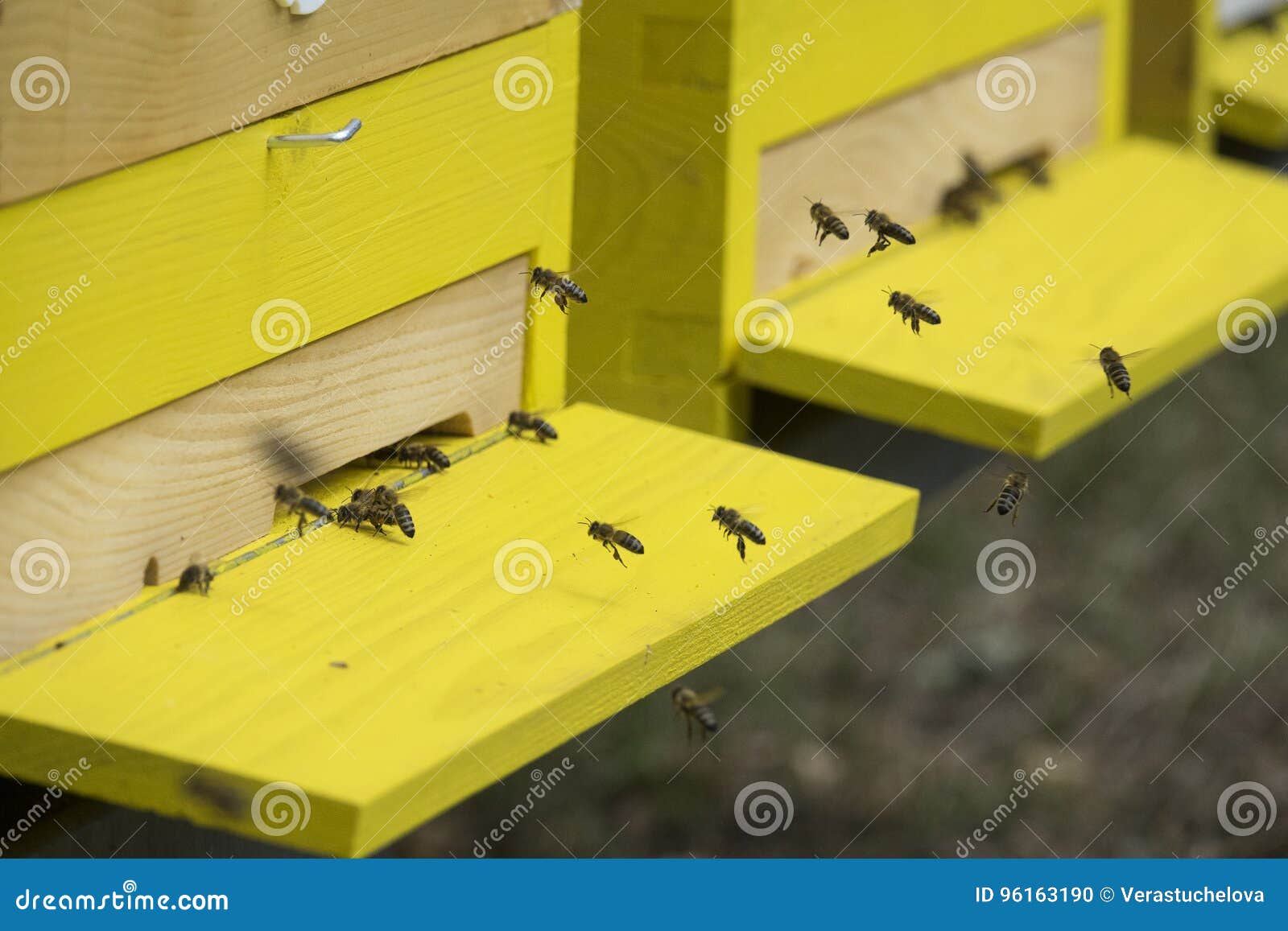 Mellifera De Los Apis De Las Abejas Foto de archivo - Imagen de colonia ...