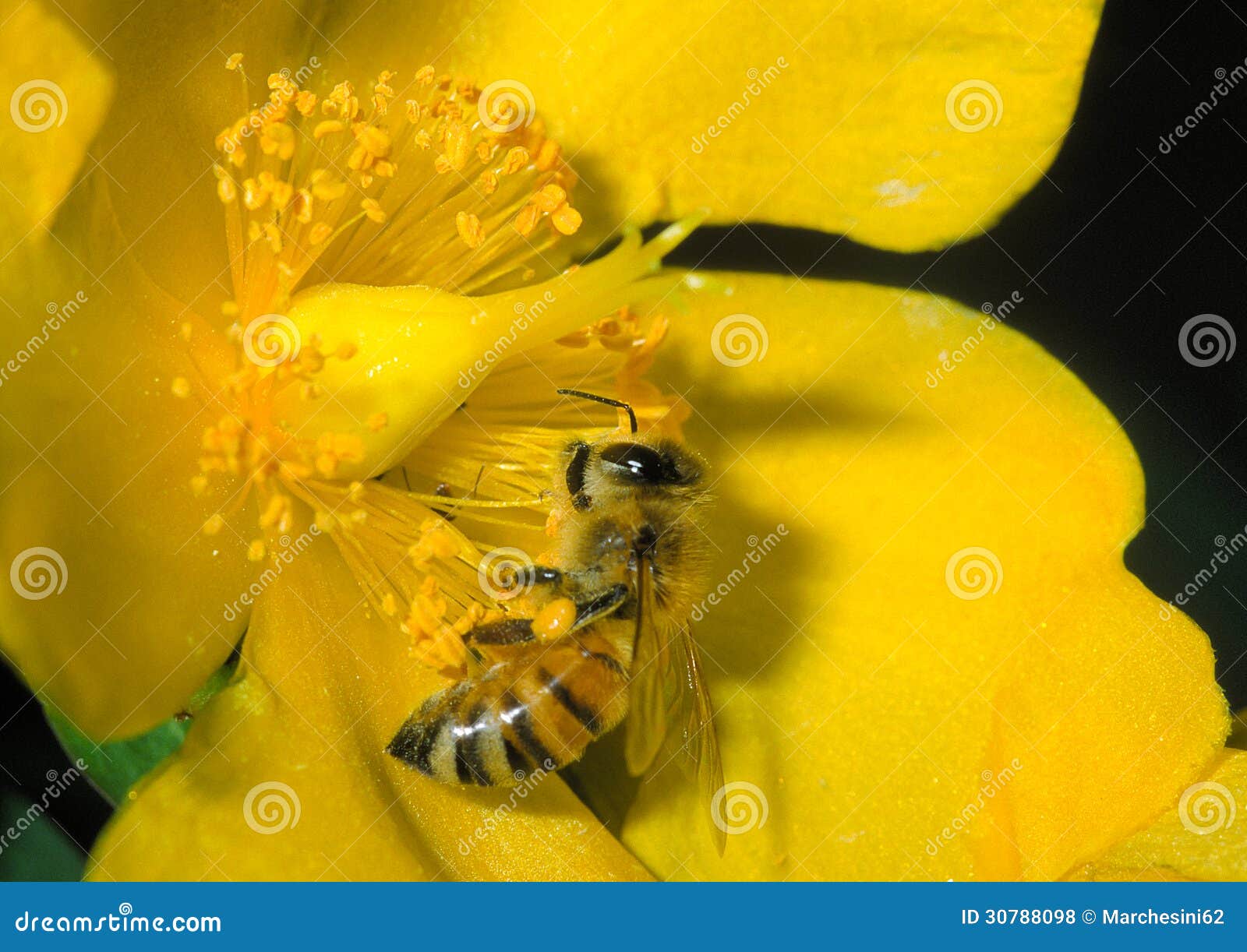 Mellifica De Los Apis De La Abeja Foto de archivo - Imagen de ...
