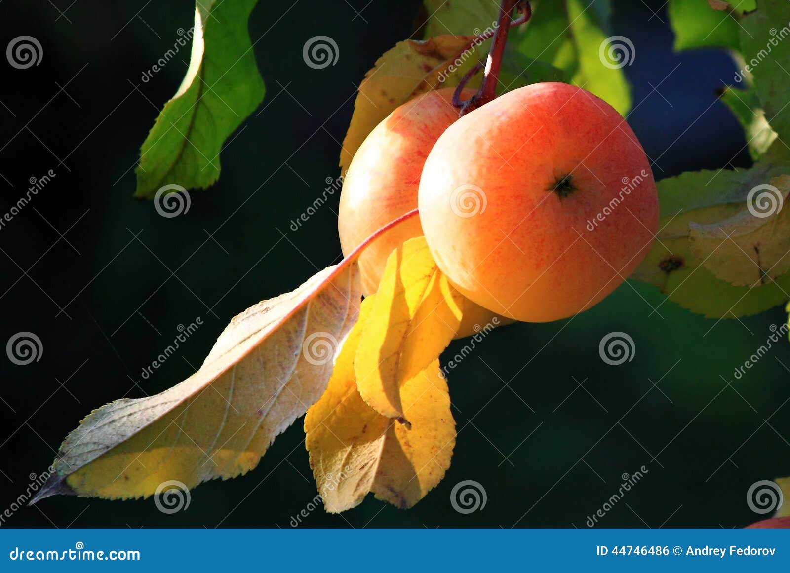 Mellow Apples in the Sunlight Stock Photo - Image of spartacus, branch ...