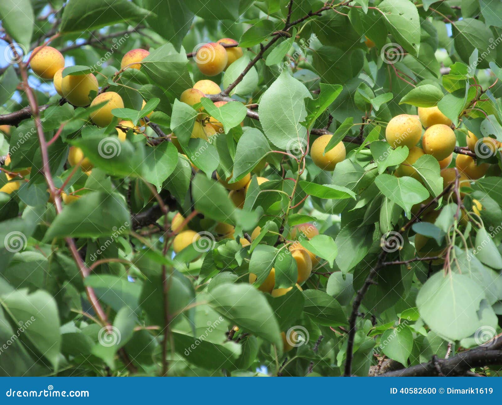 Mellow Tree Royalty-Free Stock Image | CartoonDealer.com #86266162