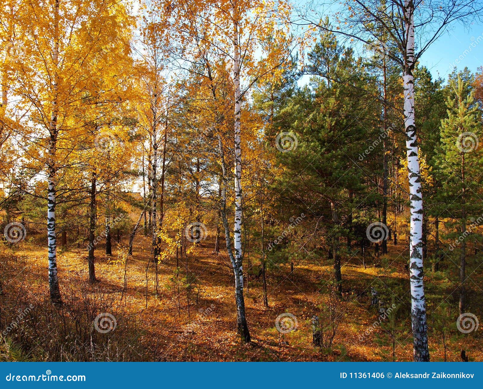 Mellow autumn stock photo. Image of branches, trunk, birch - 11361406